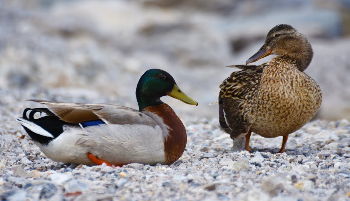 Ducks Photos, Download The BEST Free Ducks Stock Photos & HD Images