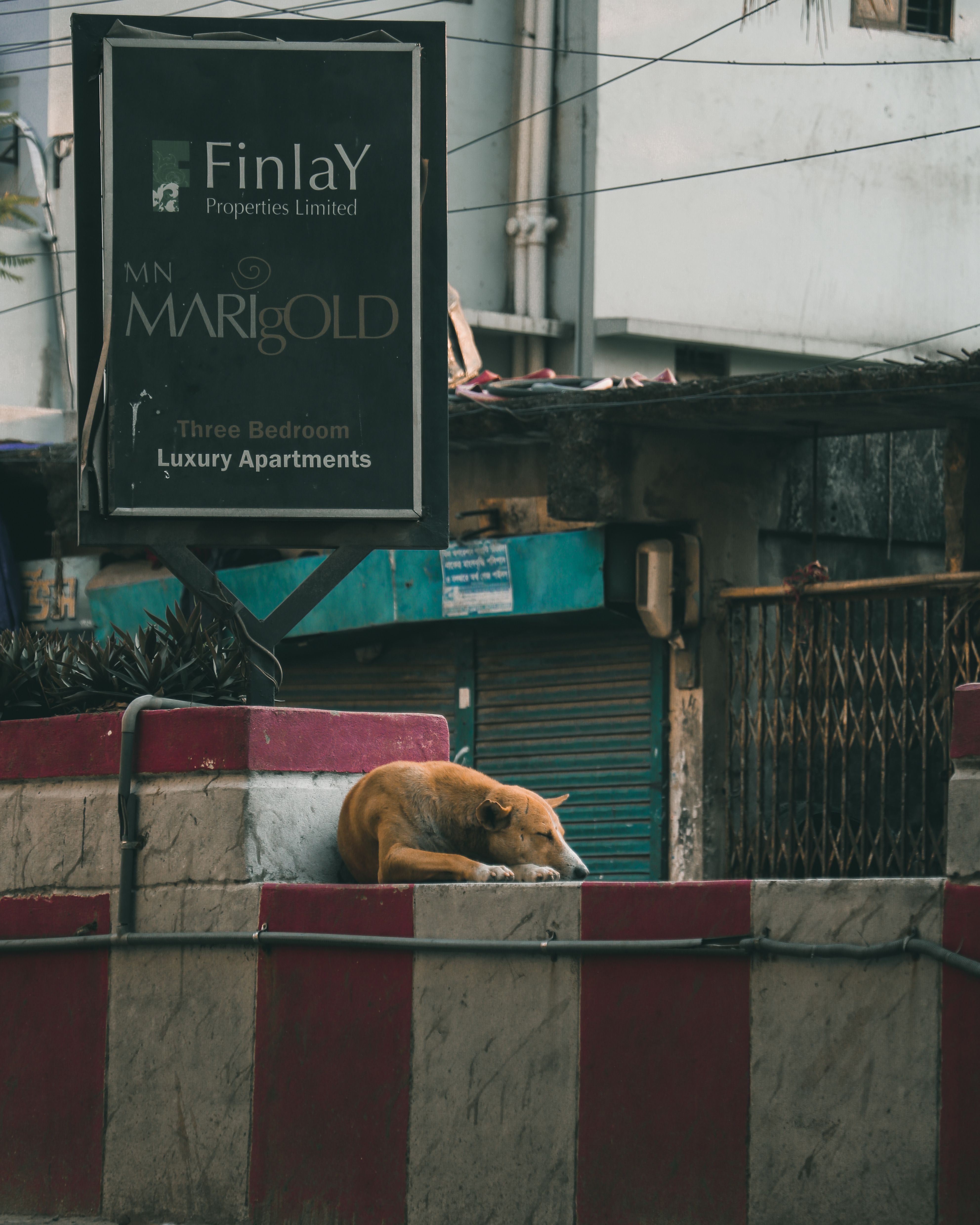 Stray Dog Photos, Download The BEST Free Stray Dog Stock Photos & HD Images
