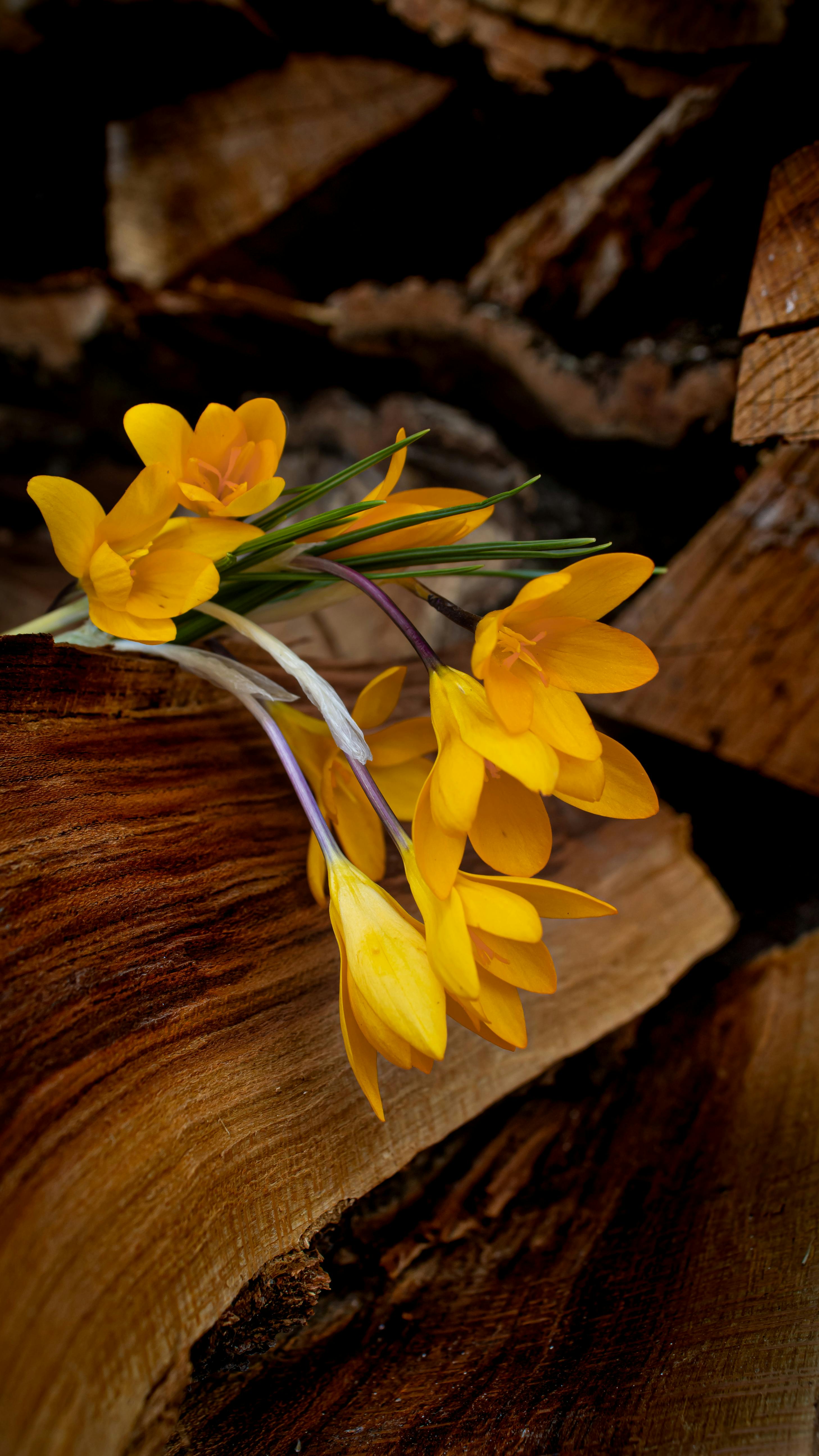 Imagine de stoc gratuită cu a închide, aranjament floral, arc, botanic ...