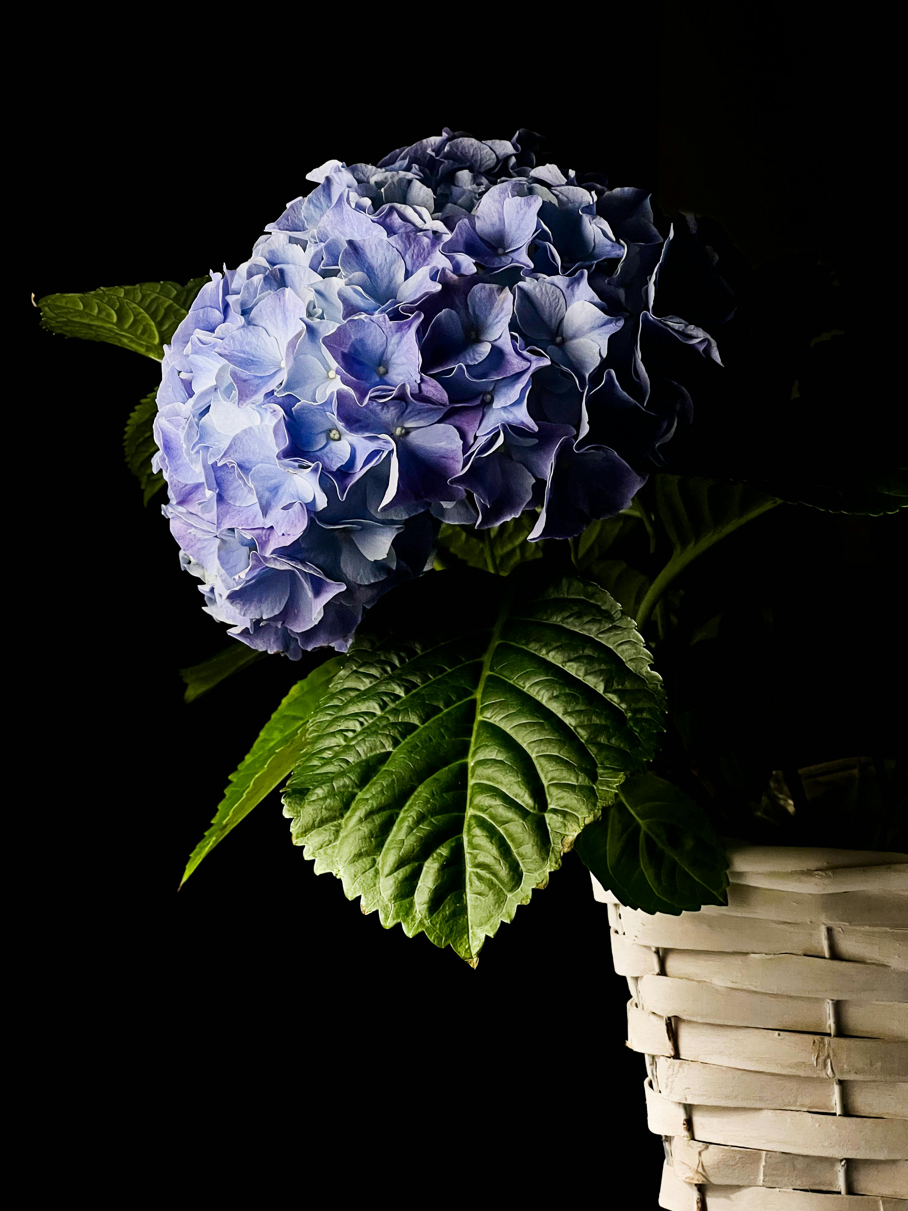 Zoom Backgrounds Hydrangea Photos, Download The BEST Free Zoom ...