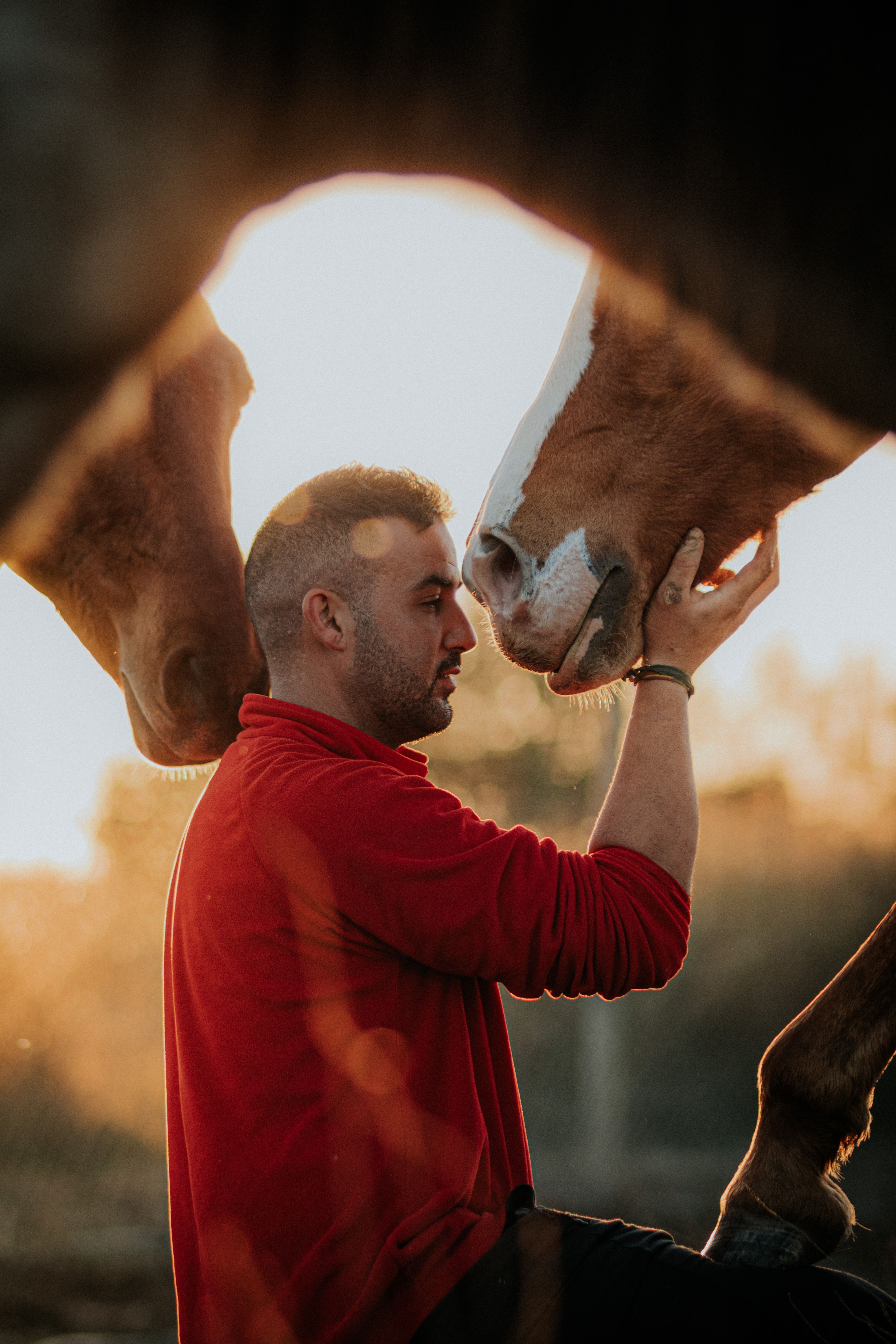 Man Bonding with Horses at Sunset · Free Stock Photo