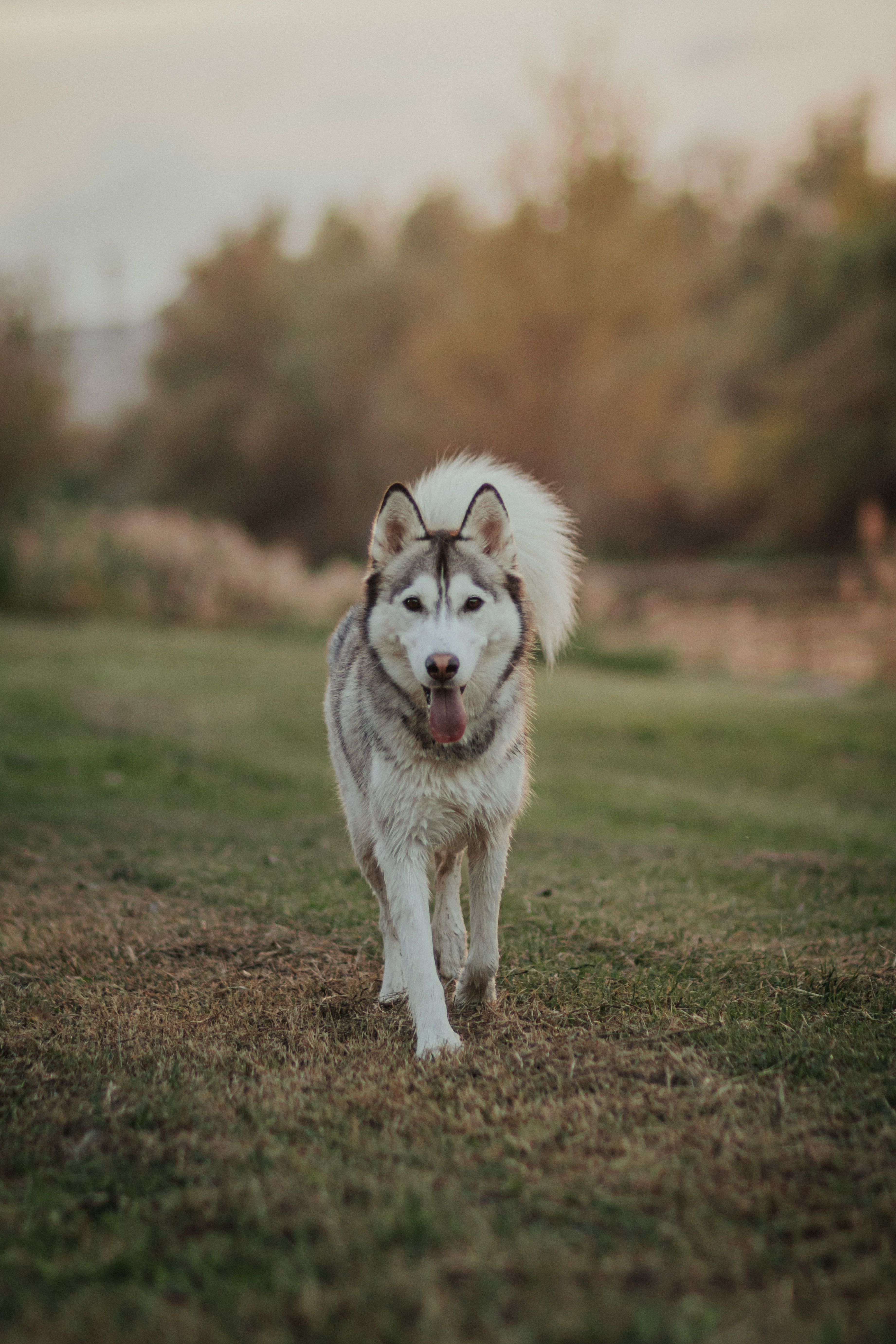 A Husky Outdoors · Free Stock Photo