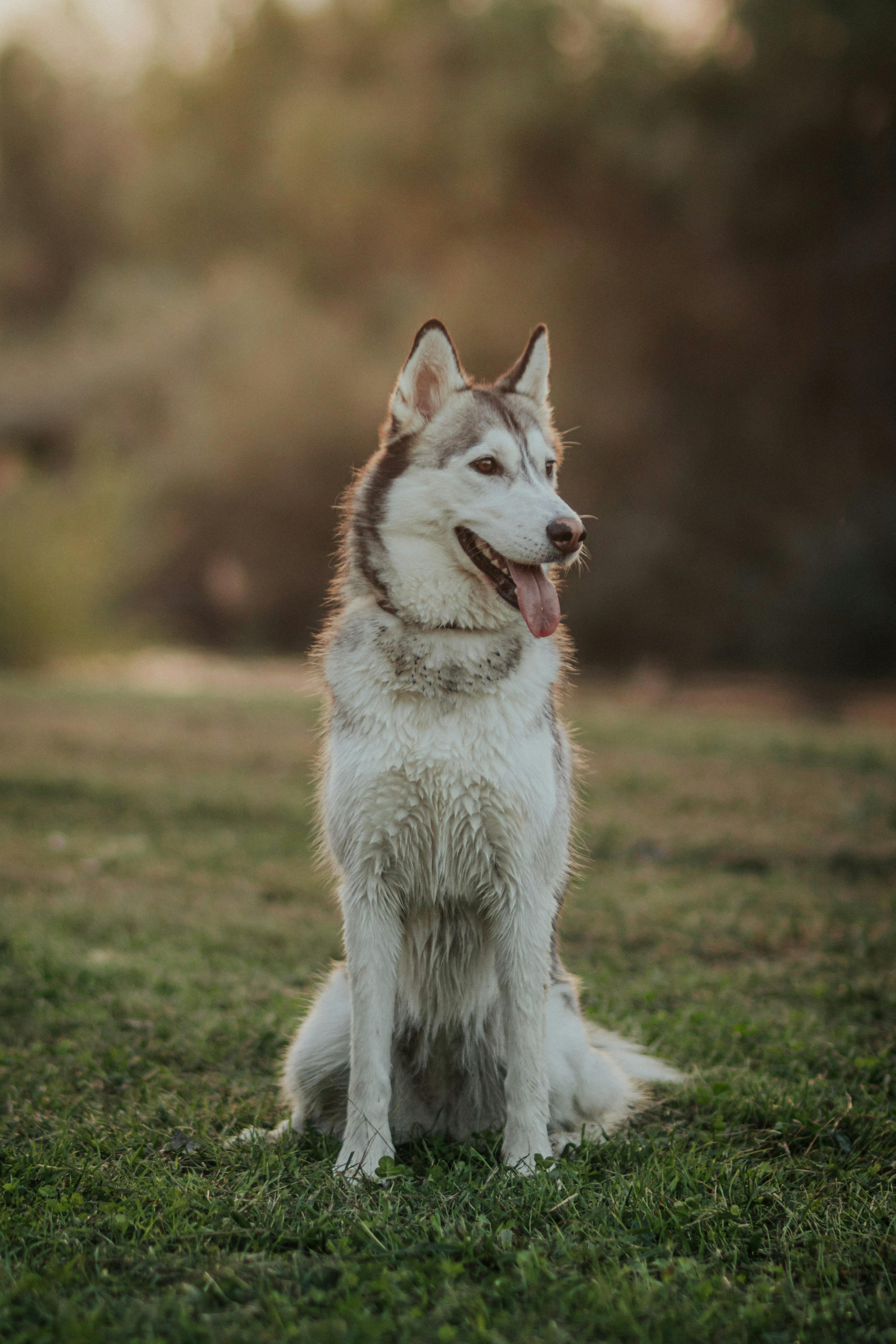 Pup Kuva Photos, Download The BEST Free Pup Kuva Stock Photos & HD Images