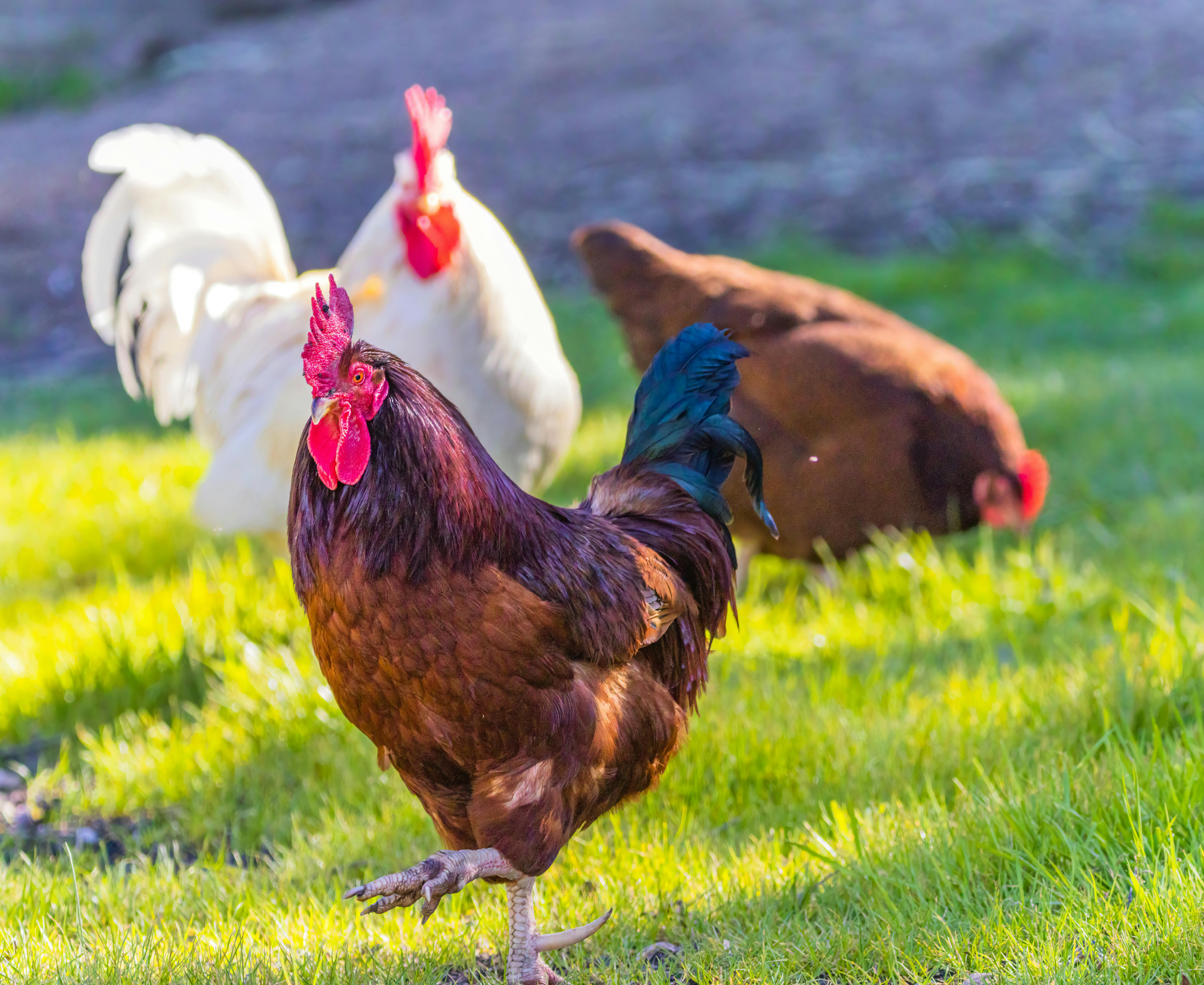 Foto profissional gratuita de agricultura, animais, ao ar livre, ar ...
