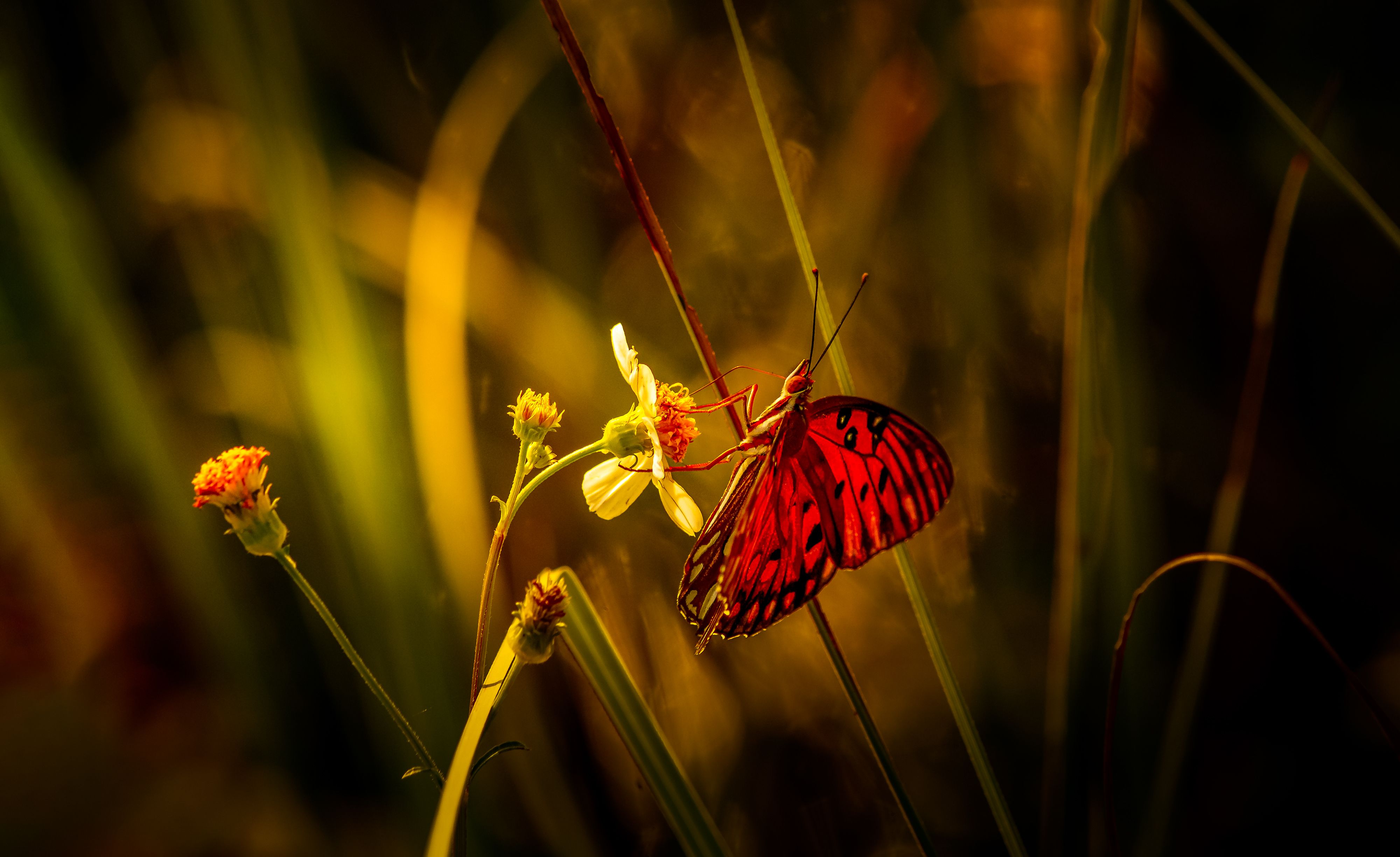 Red Butterfly on Flower · Free Stock Photo