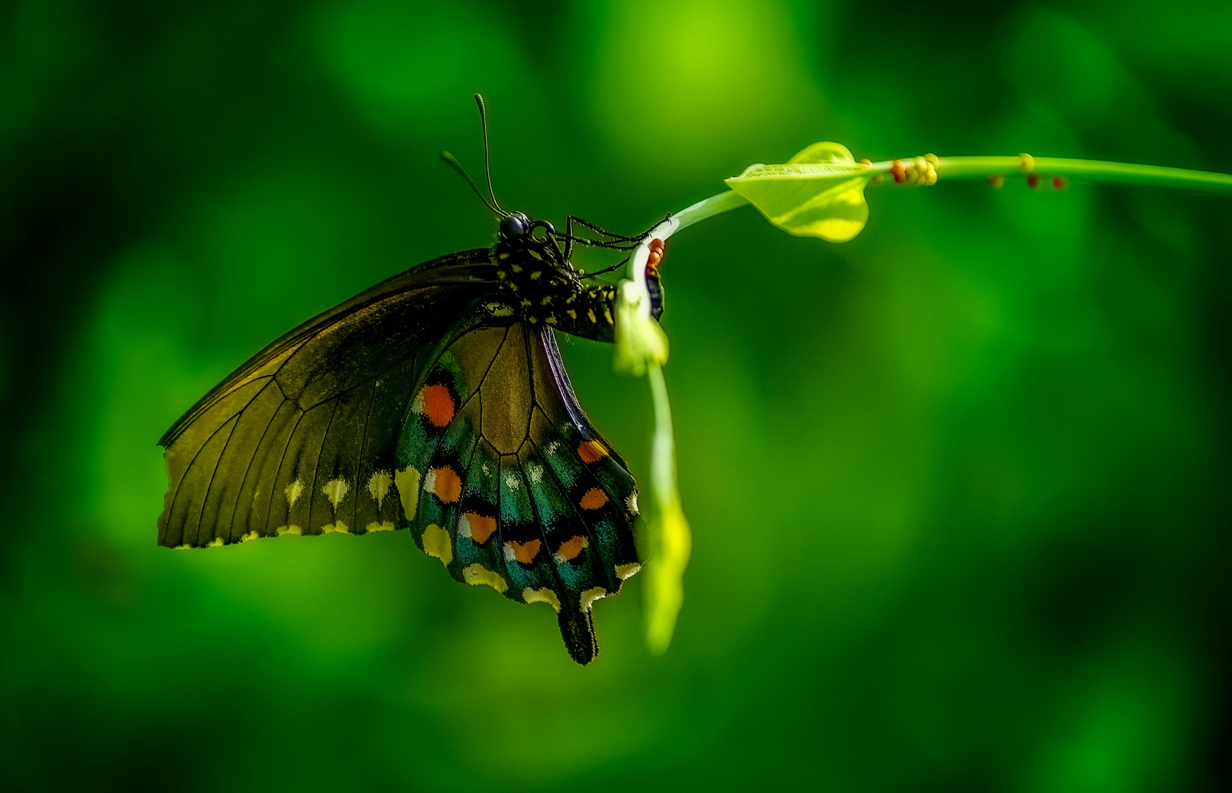A Ruby-spotted Swallowtail Butterfly on a Windowsill · Free Stock Photo