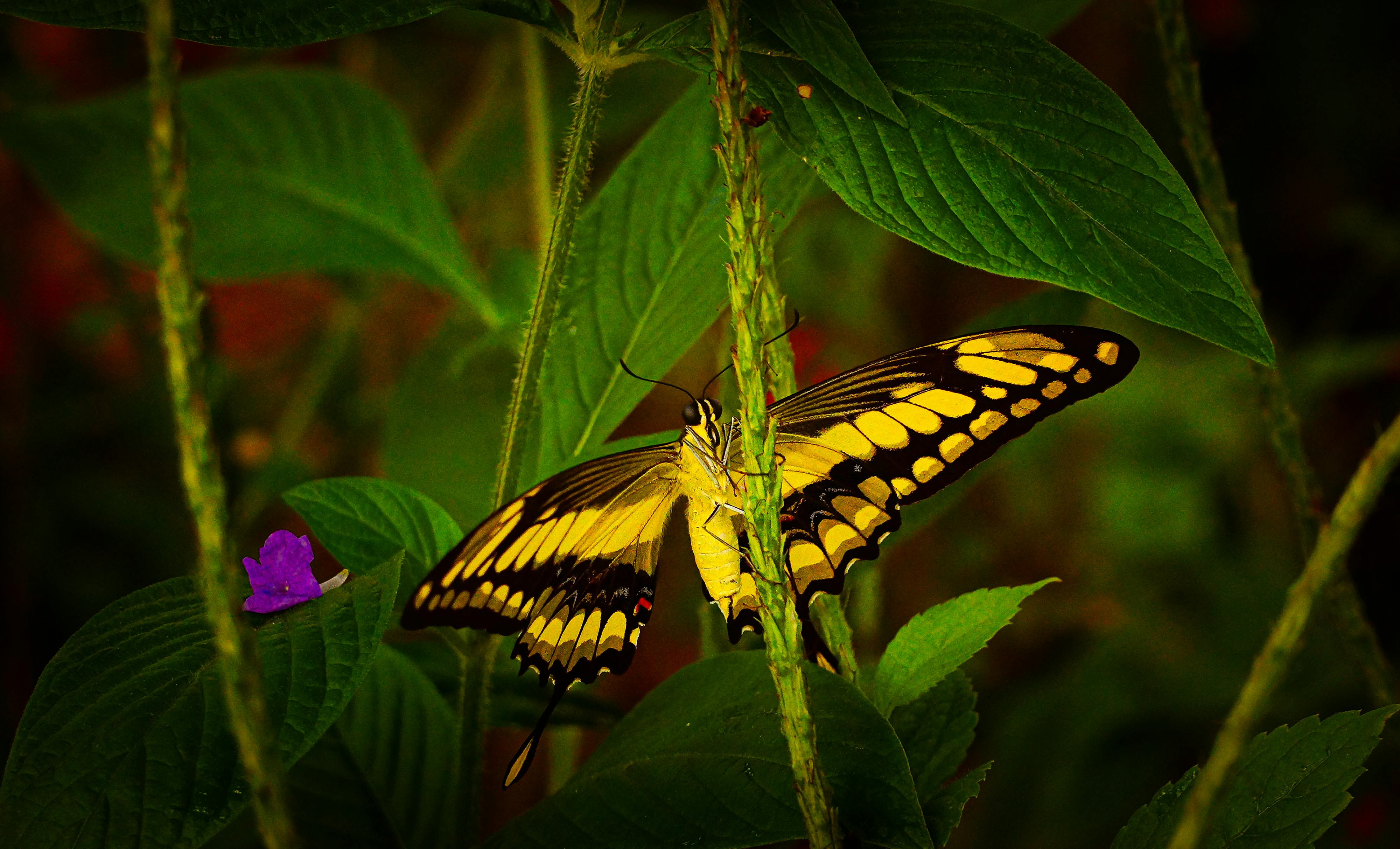 A Ruby-spotted Swallowtail Butterfly on a Windowsill · Free Stock Photo