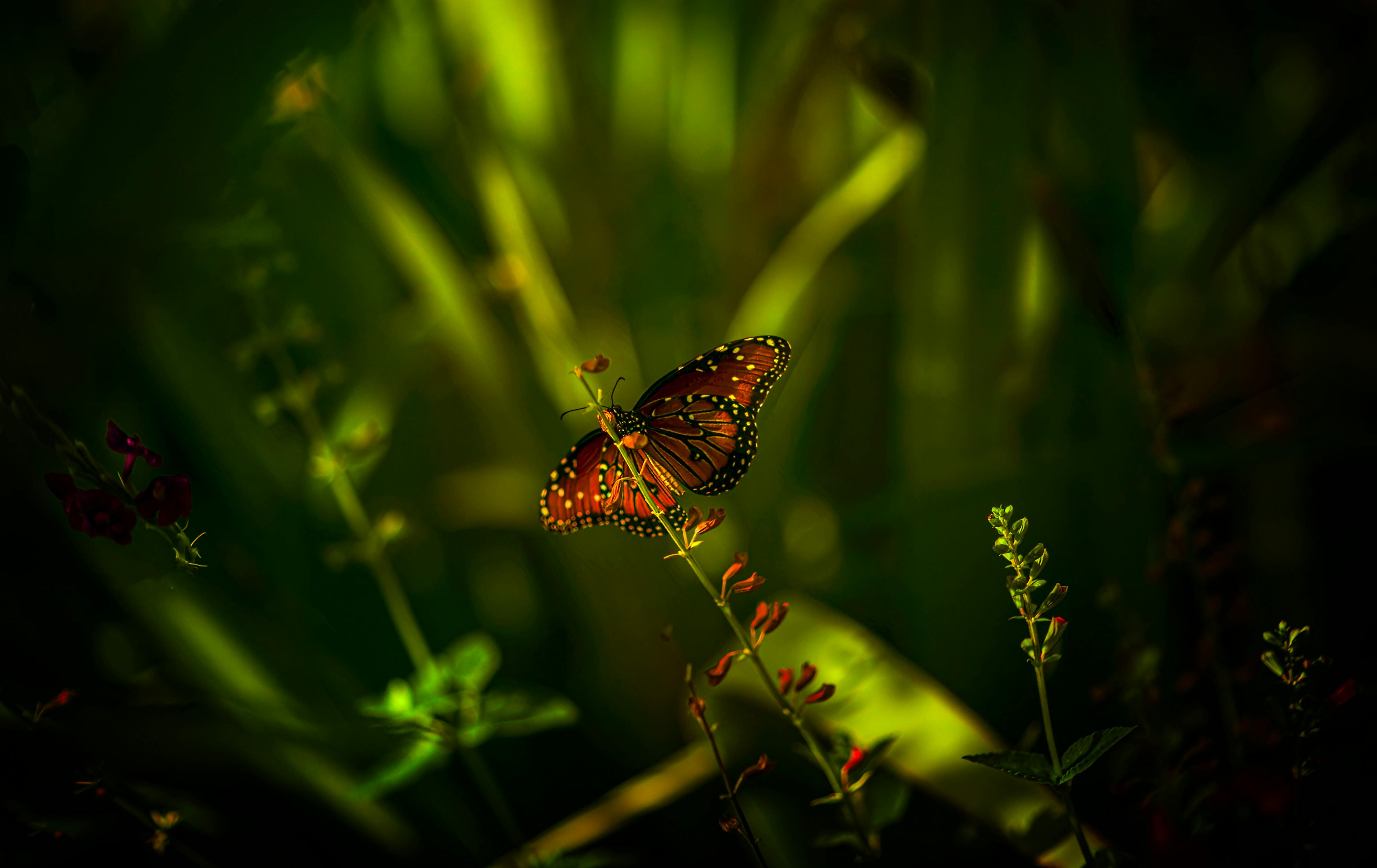 Close up of a Butterfly on a Tree · Free Stock Photo