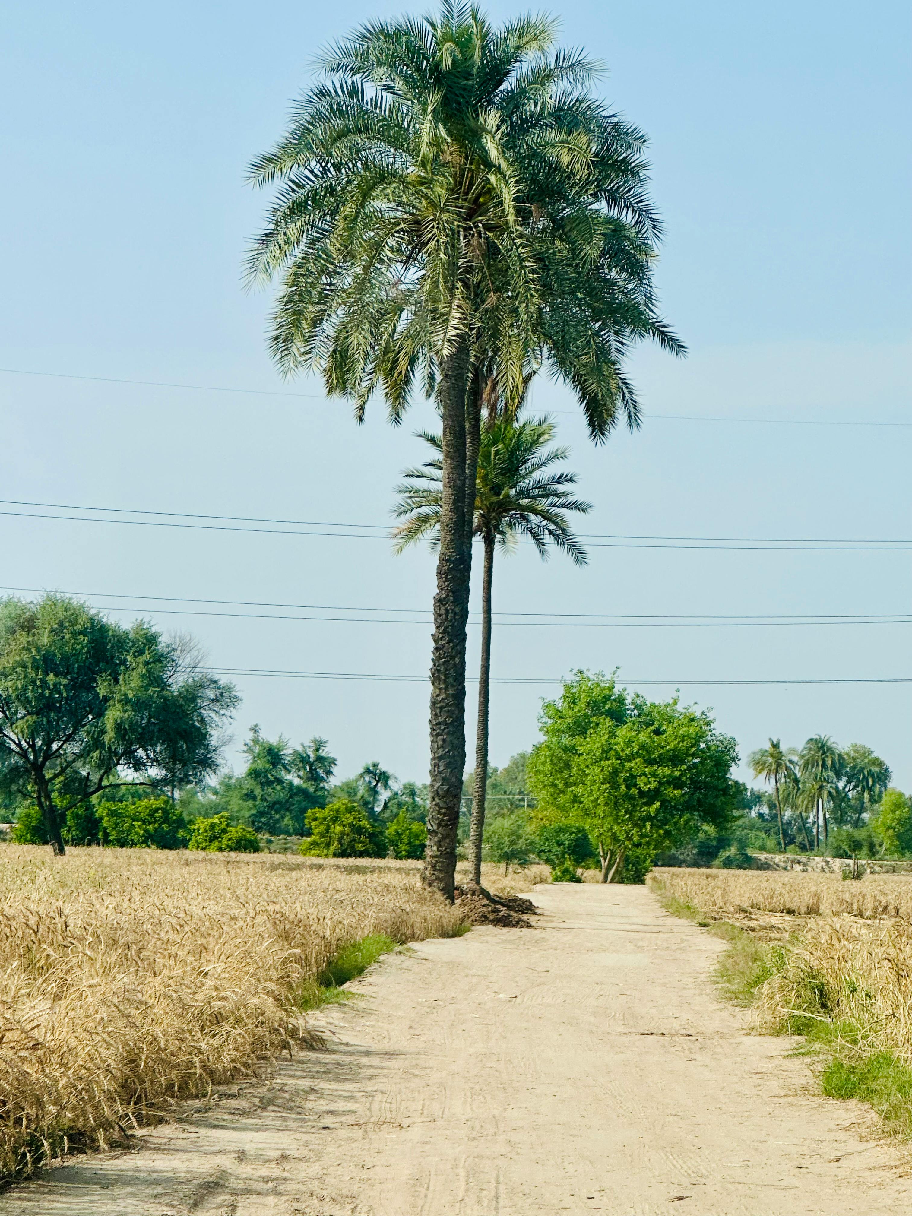 Palm Trees on the Side of an Unpaved Road · Free Stock Photo