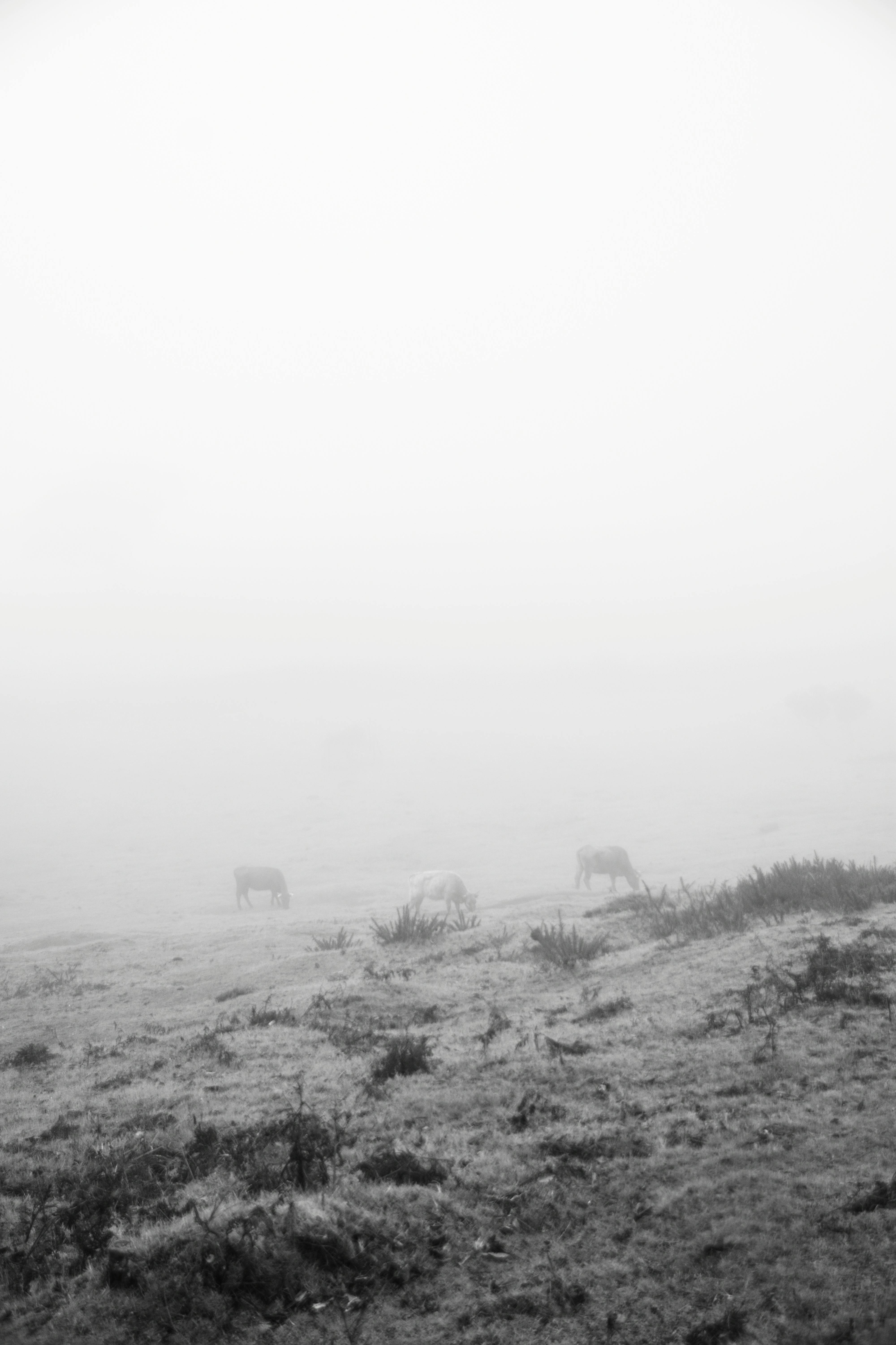 Animals in Fog · Free Stock Photo