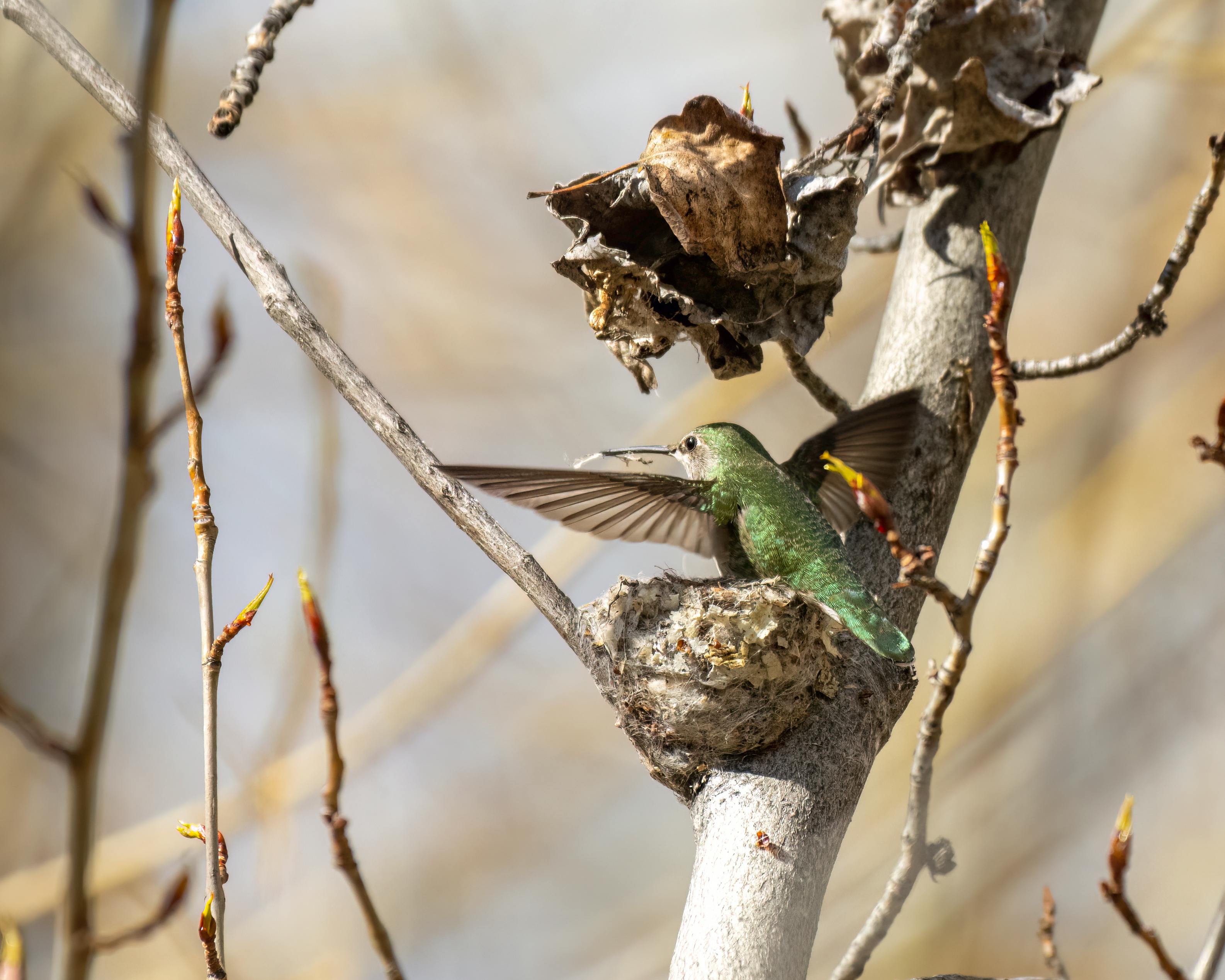 Close-up of a Hummingbird on a Tree Branch · Free Stock Photo