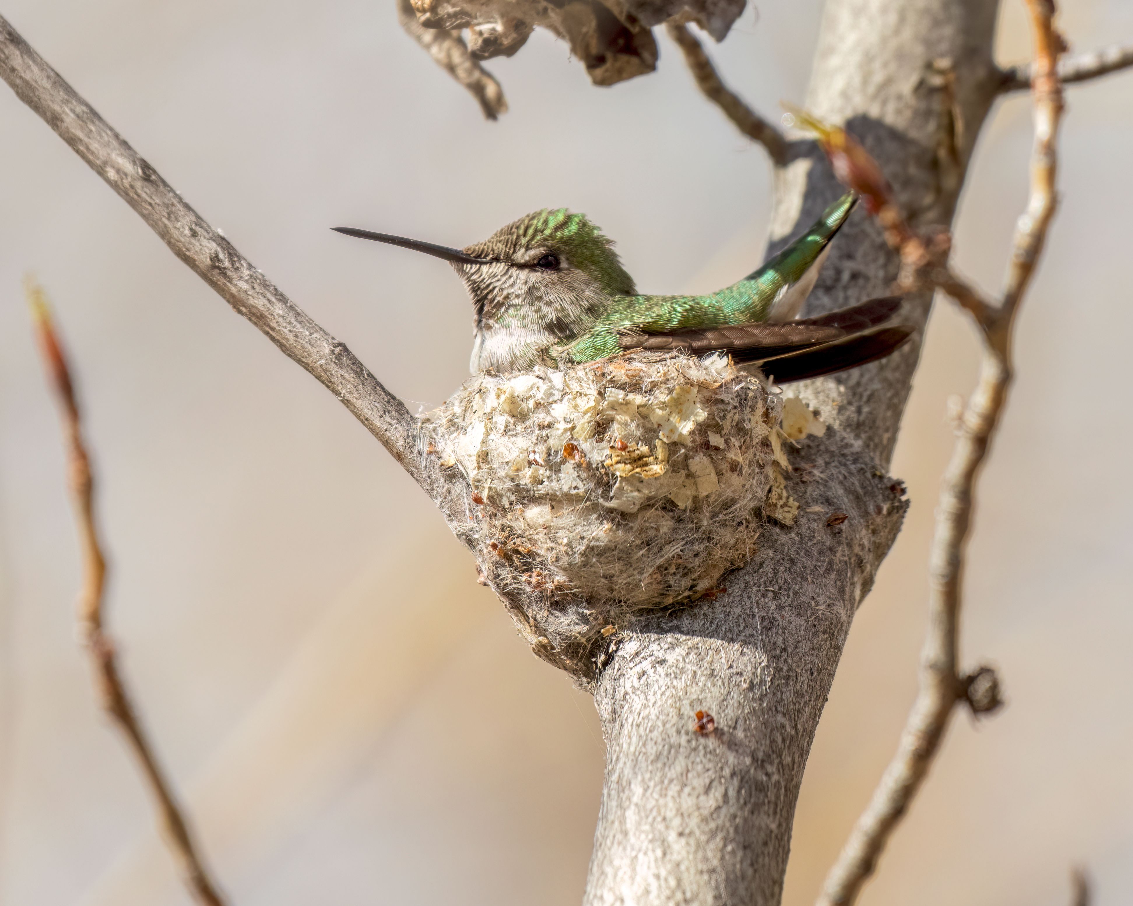 Close-up of a Hummingbird in a Nest on a Tree Branch · Free Stock Photo