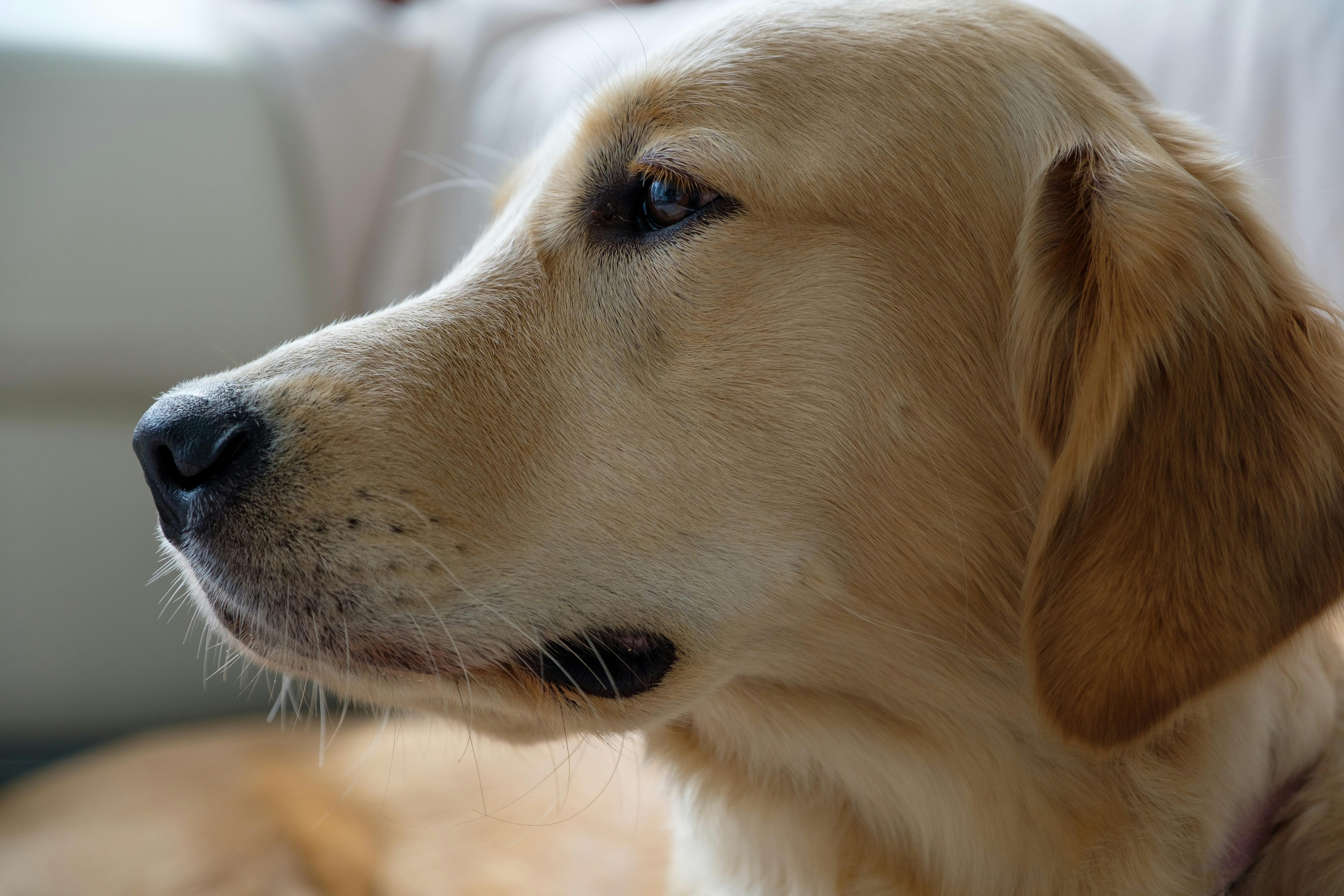 Close-up of a Labrador Retriever · Free Stock Photo