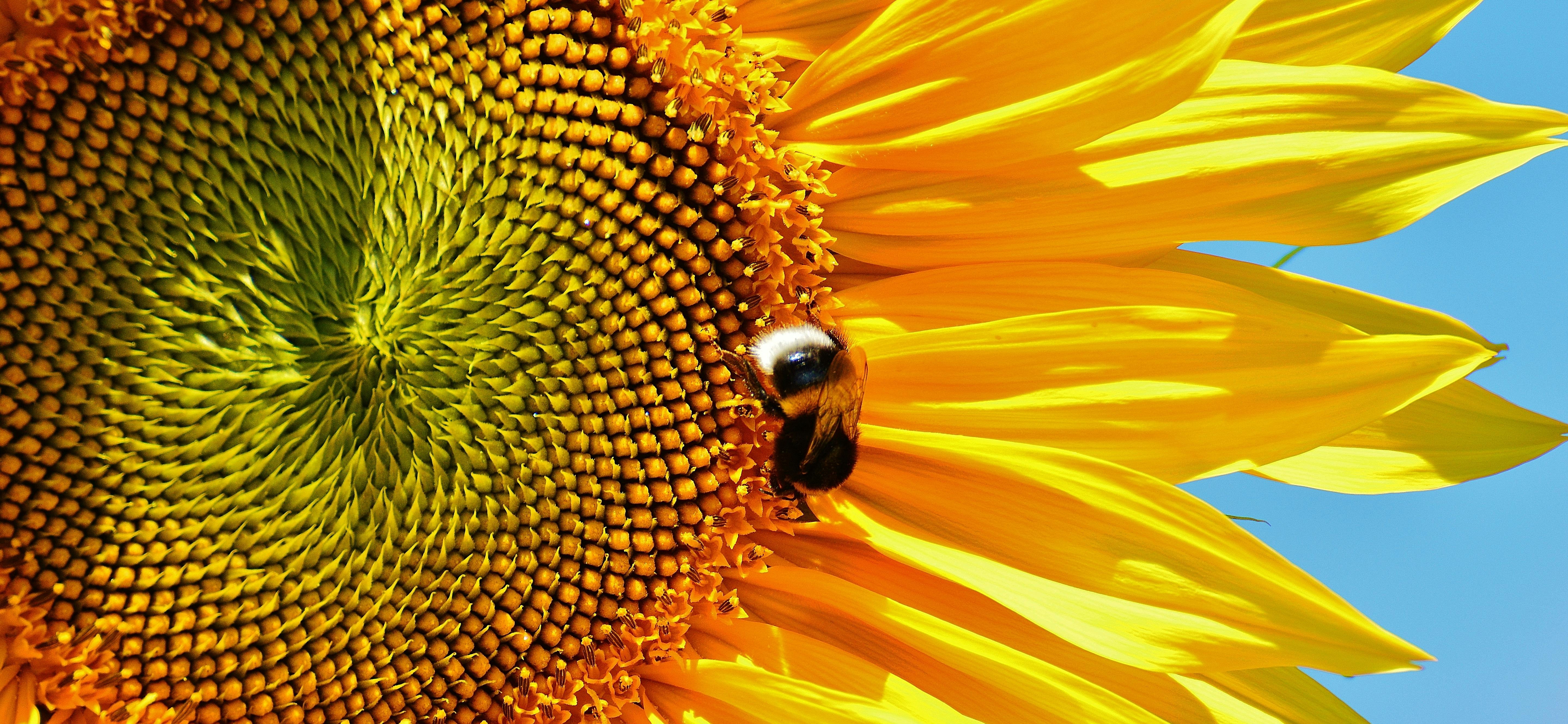 Fibonacci Sunflower Seeds Photos, Download The BEST Free Fibonacci ...