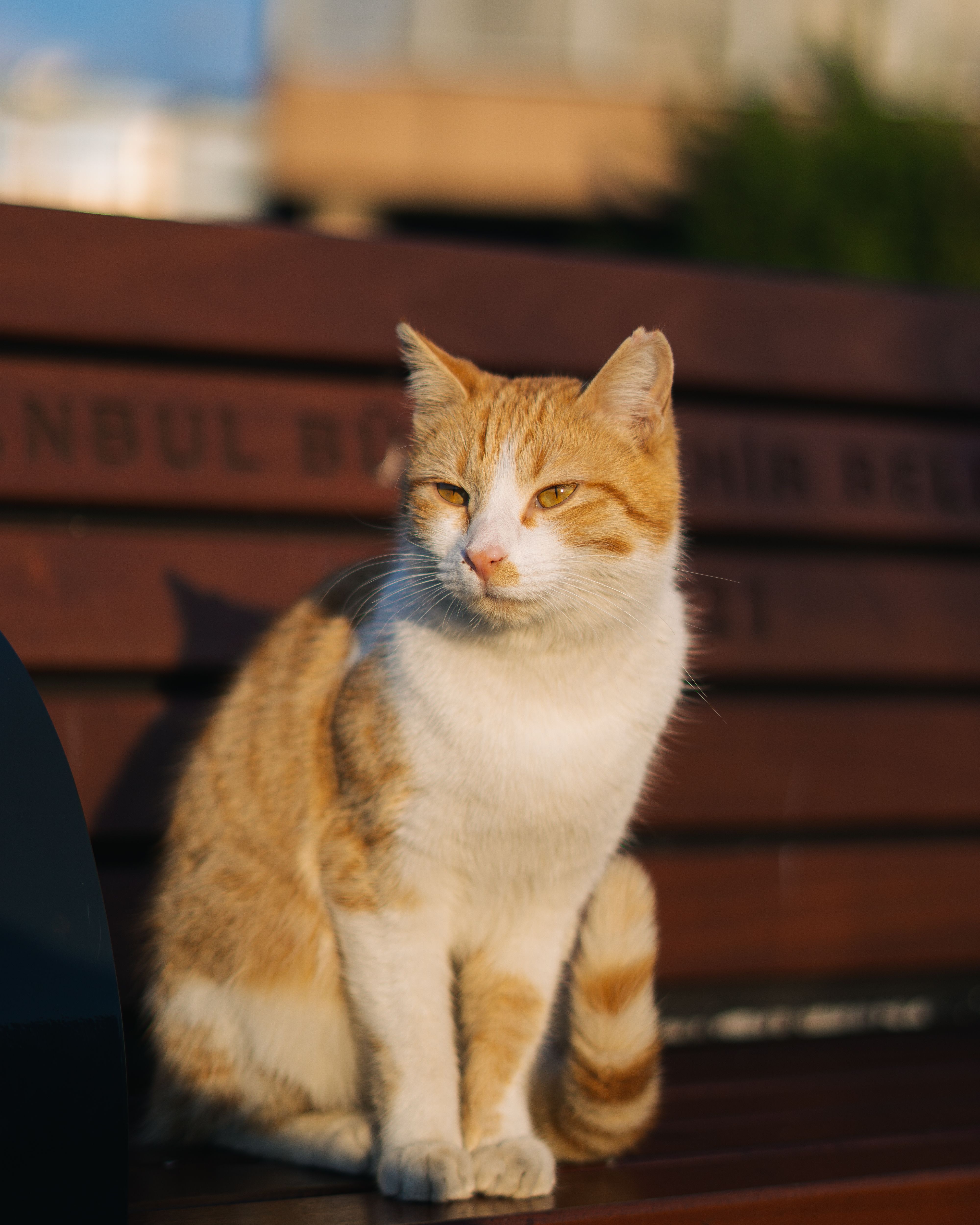 Cat on Wall · Free Stock Photo