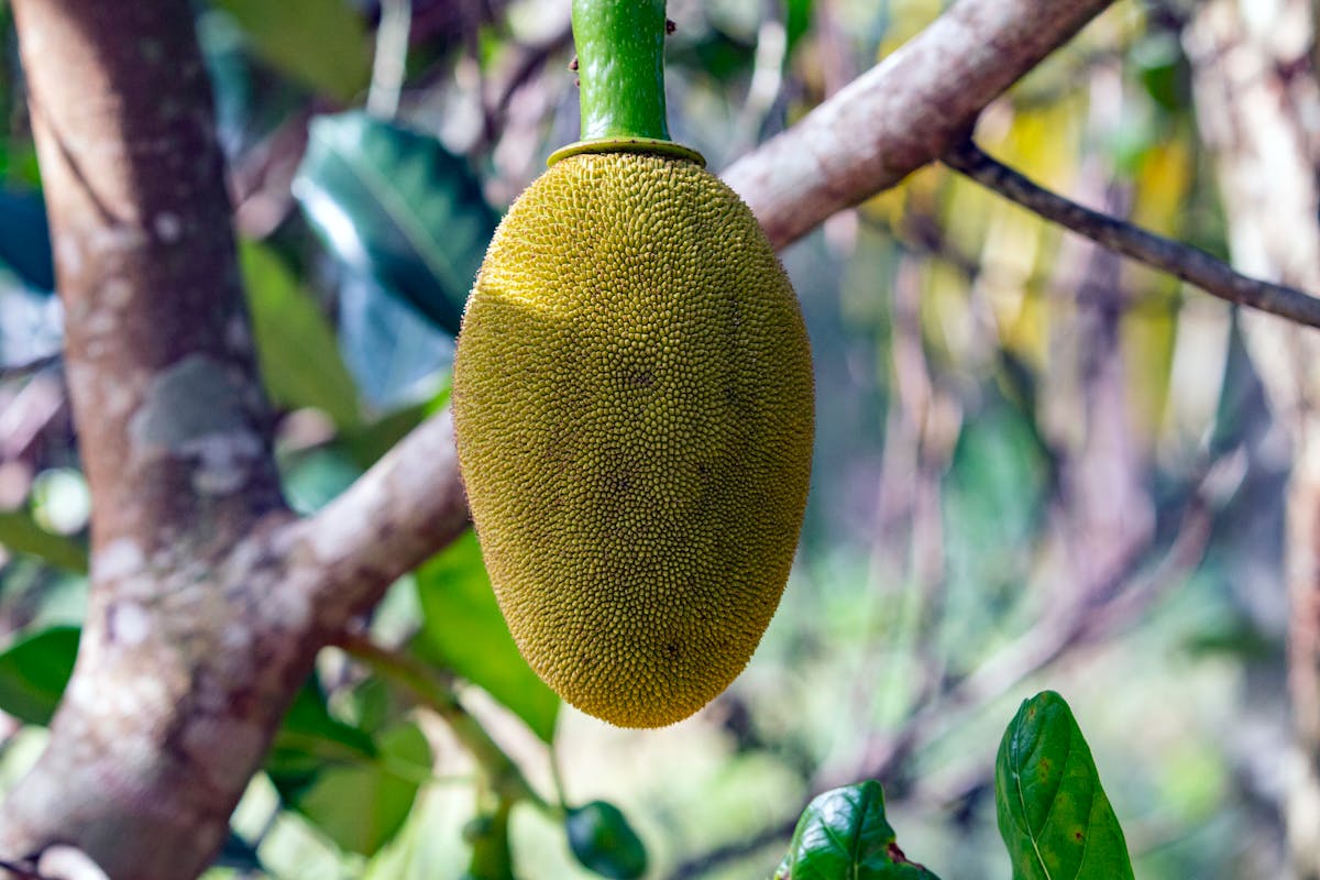 Jackfruit Tree Photos, Download The BEST Free Jackfruit Tree Stock ...