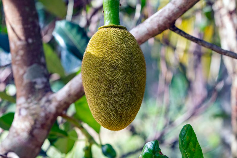 Jackfruit Tree Photos, Download The BEST Free Jackfruit Tree Stock ...