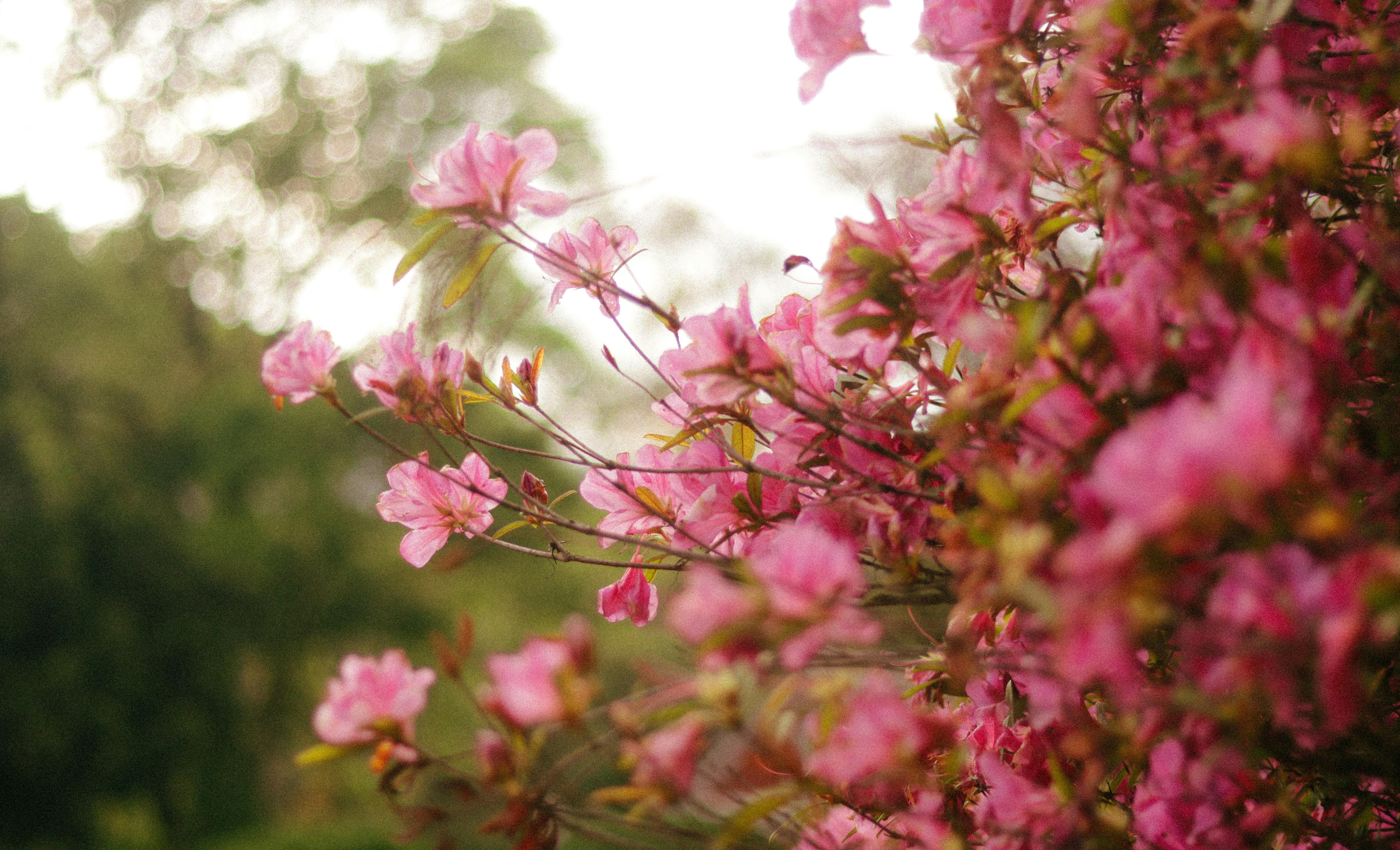 Bush with Pink Blossoms · Free Stock Photo
