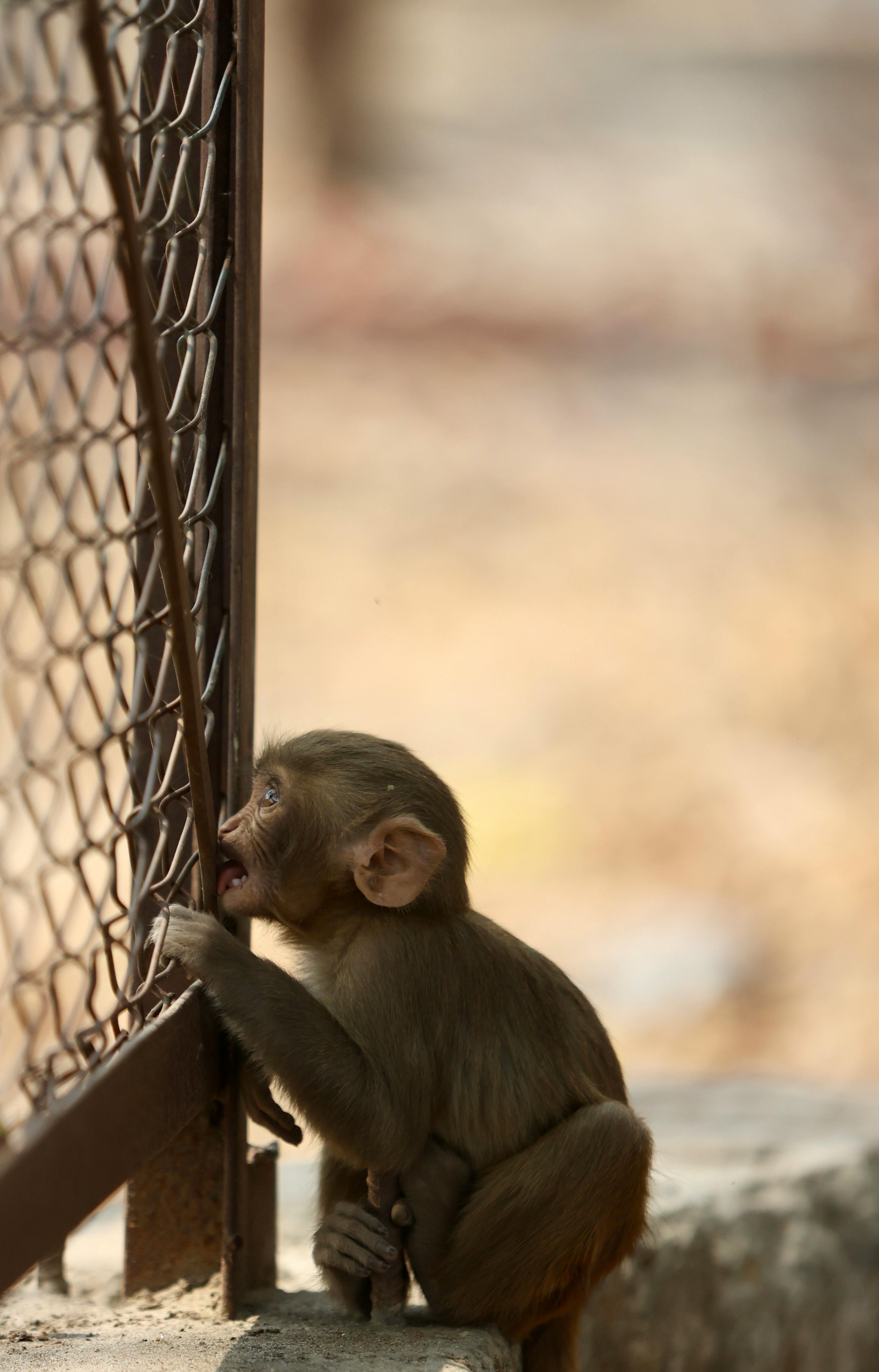 Monkey Bite Photos, Download The BEST Free Monkey Bite Stock Photos ...