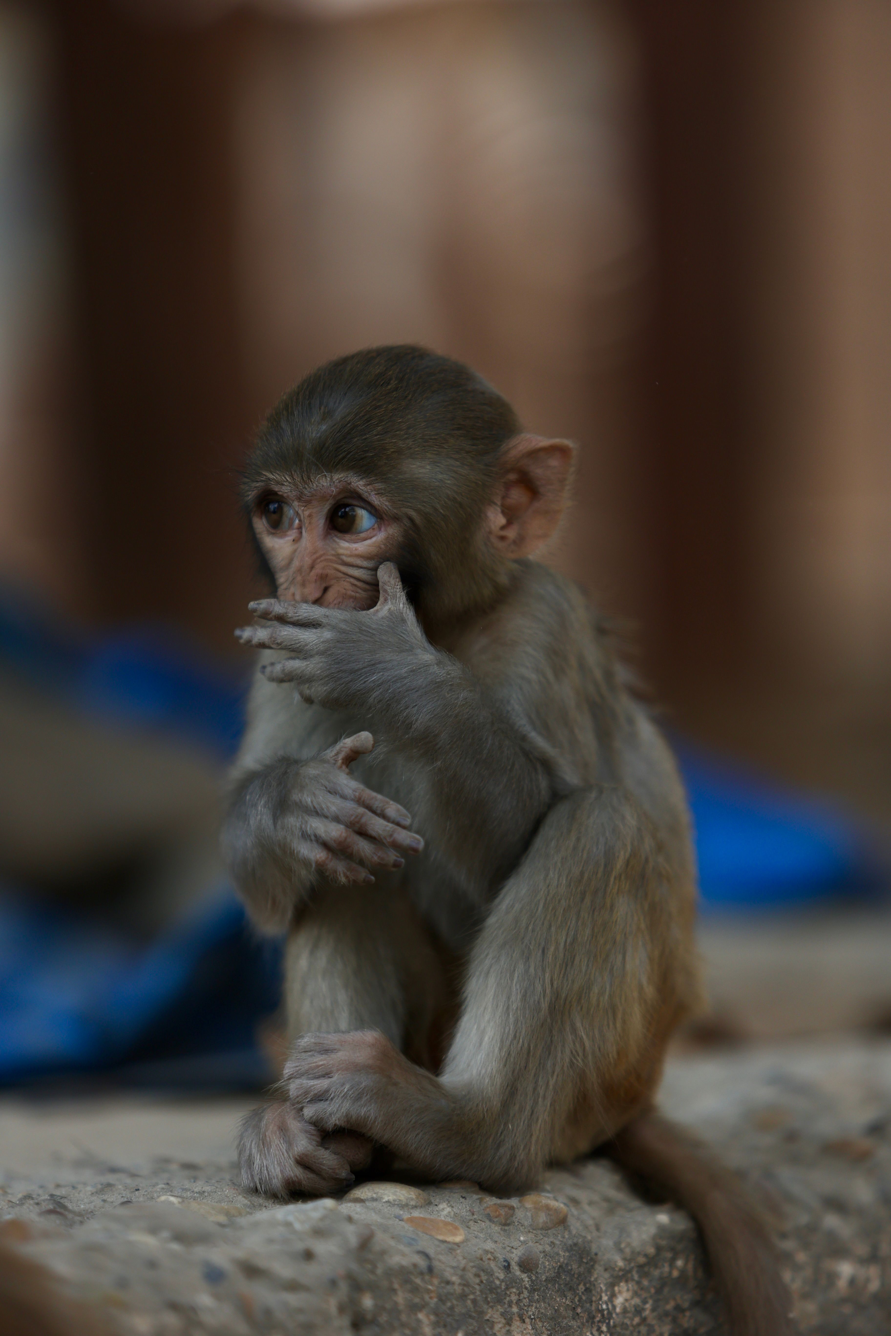 Baby Animal Wallpaper Photos, Download The BEST Free Baby Animal ...