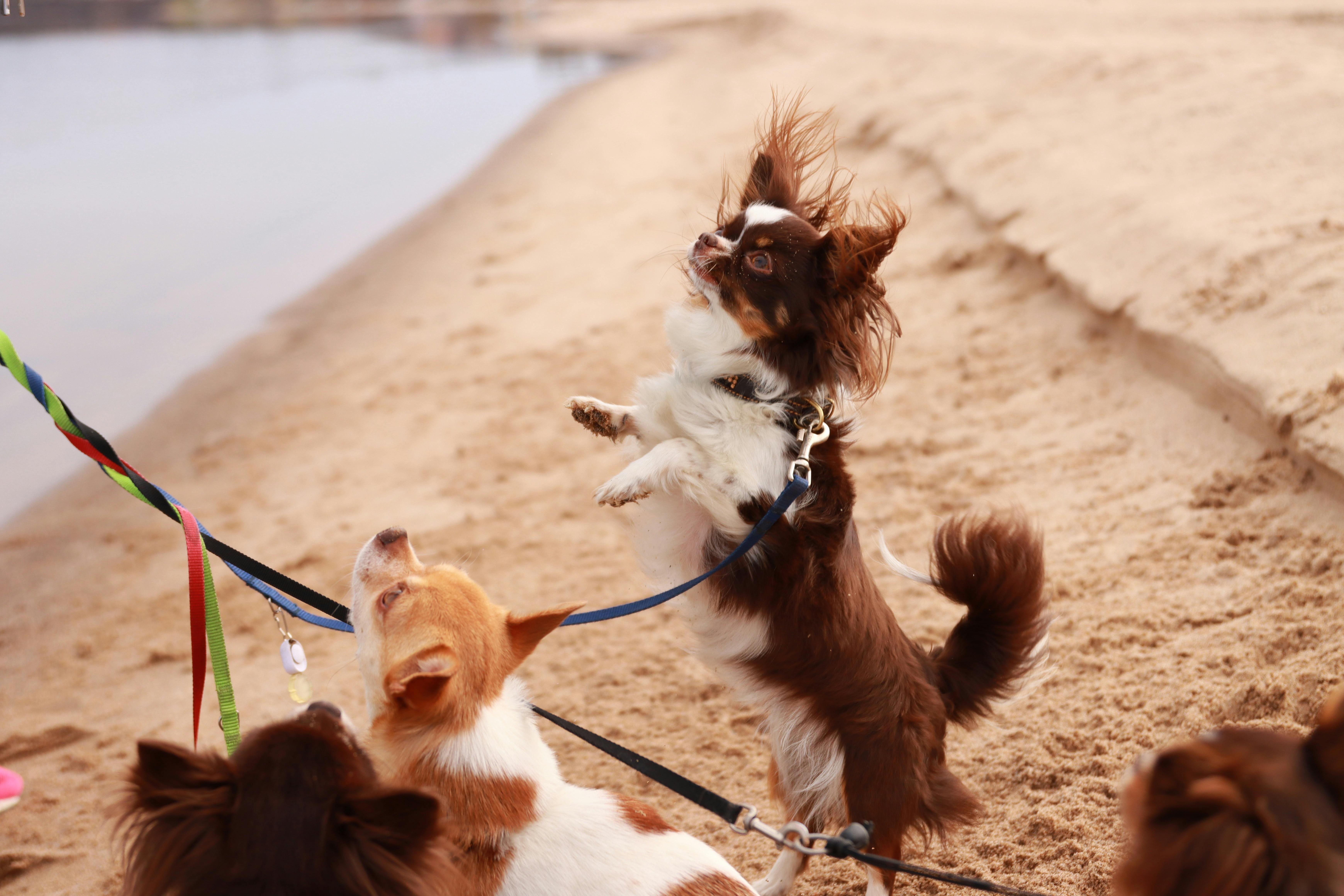 Small Dog on Beach · Free Stock Photo