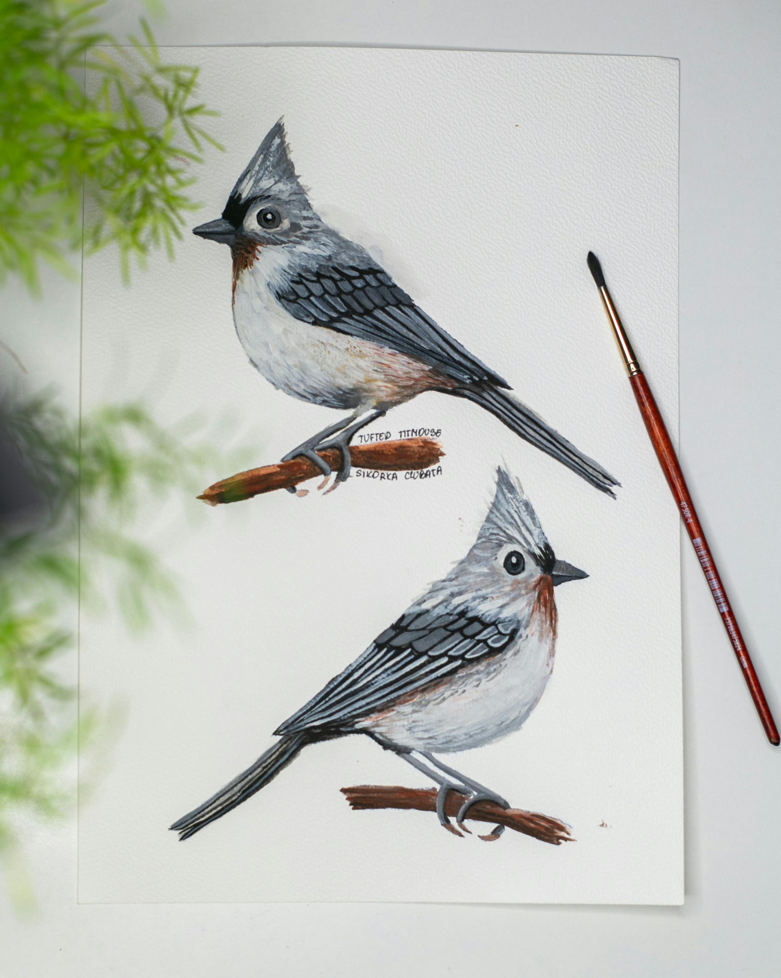 Drawing of Tufted Titmouse · Free Stock Photo