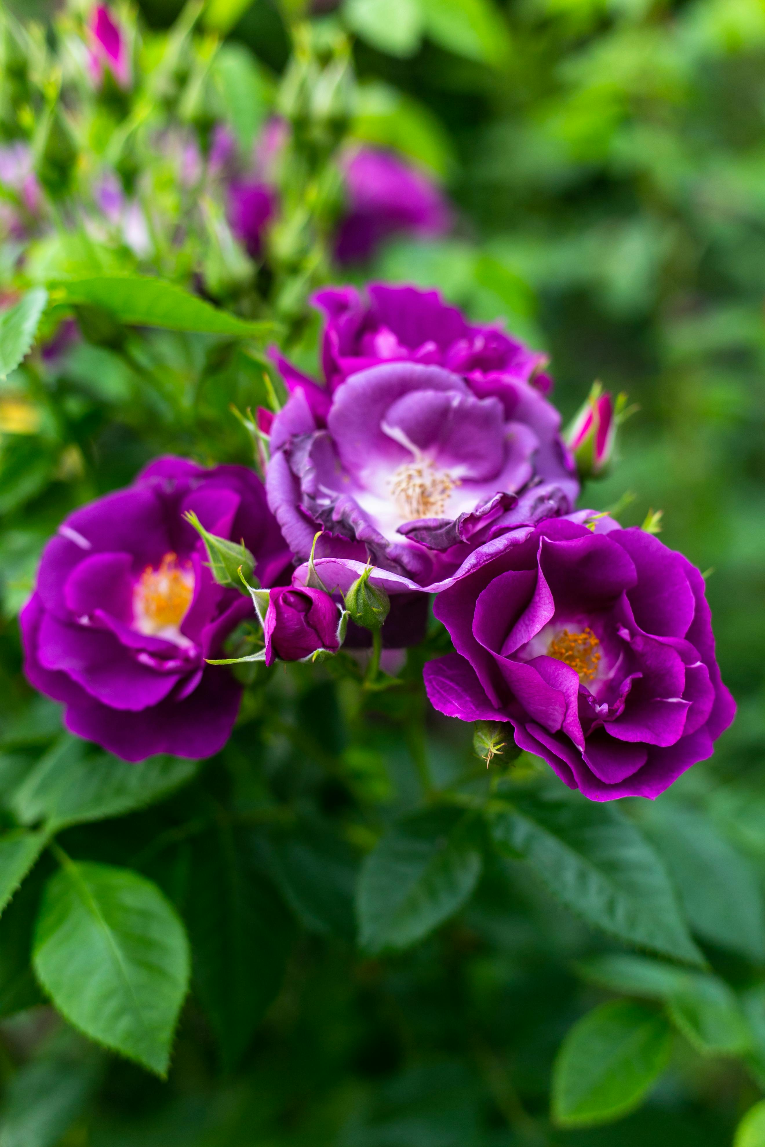 Purple Roses Photos, Download The BEST Free Purple Roses Stock Photos ...