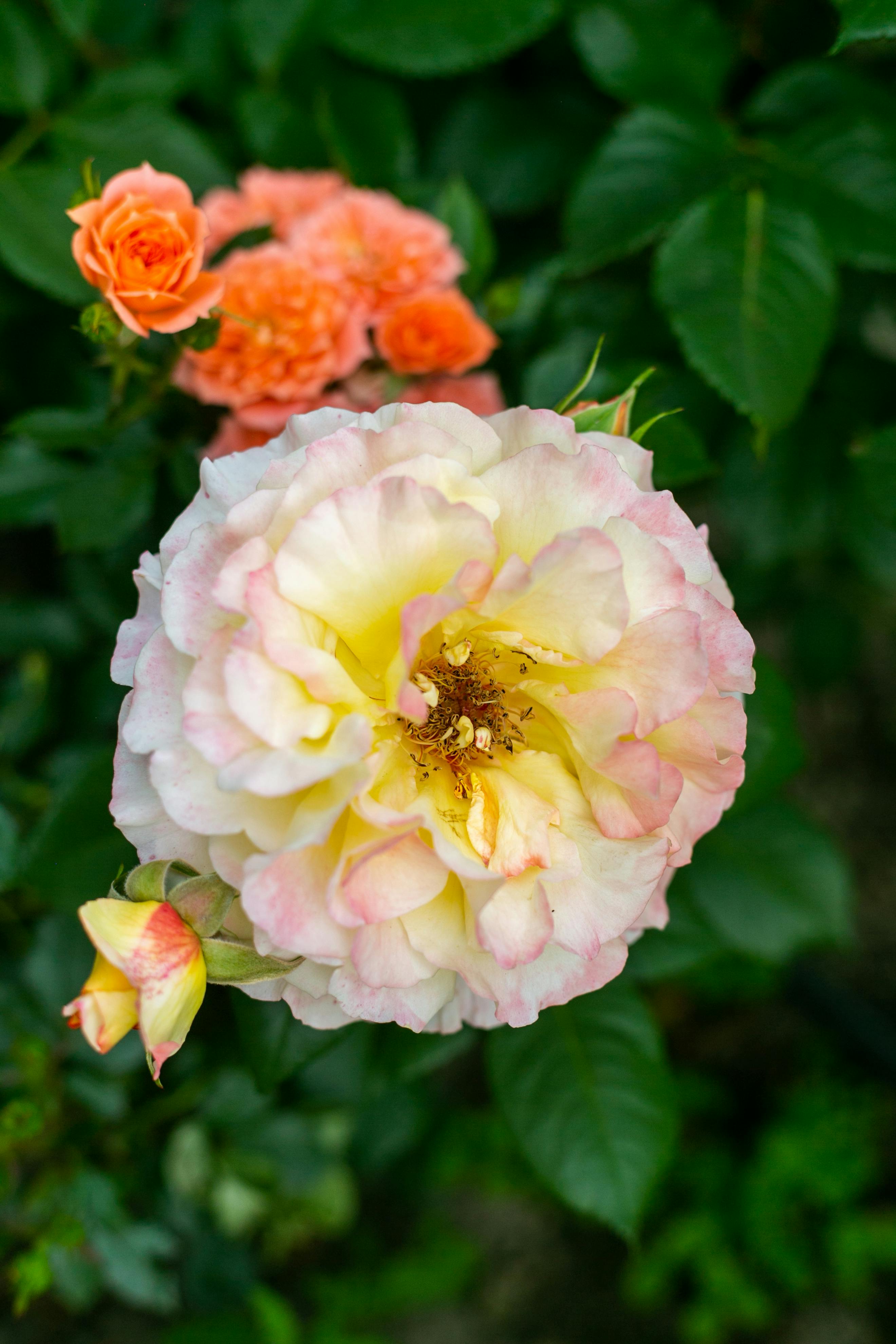 Multi Colored Garden Roses · Free Stock Photo
