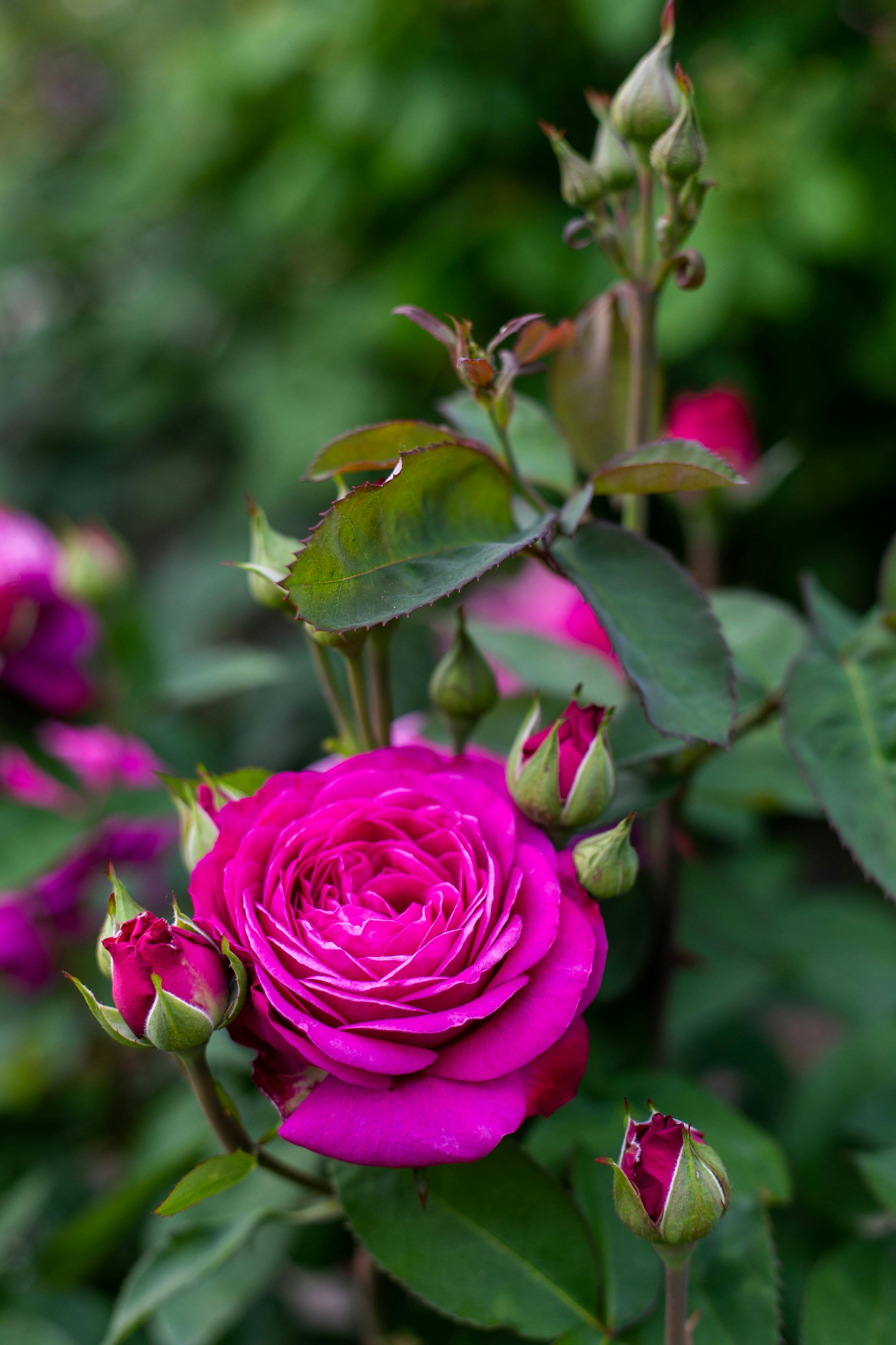 Close up of Pink Rose · Free Stock Photo
