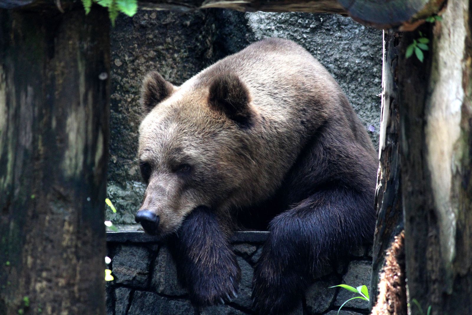3,000+ Best Bear Photos · 100% Free Download · Pexels Stock Photos