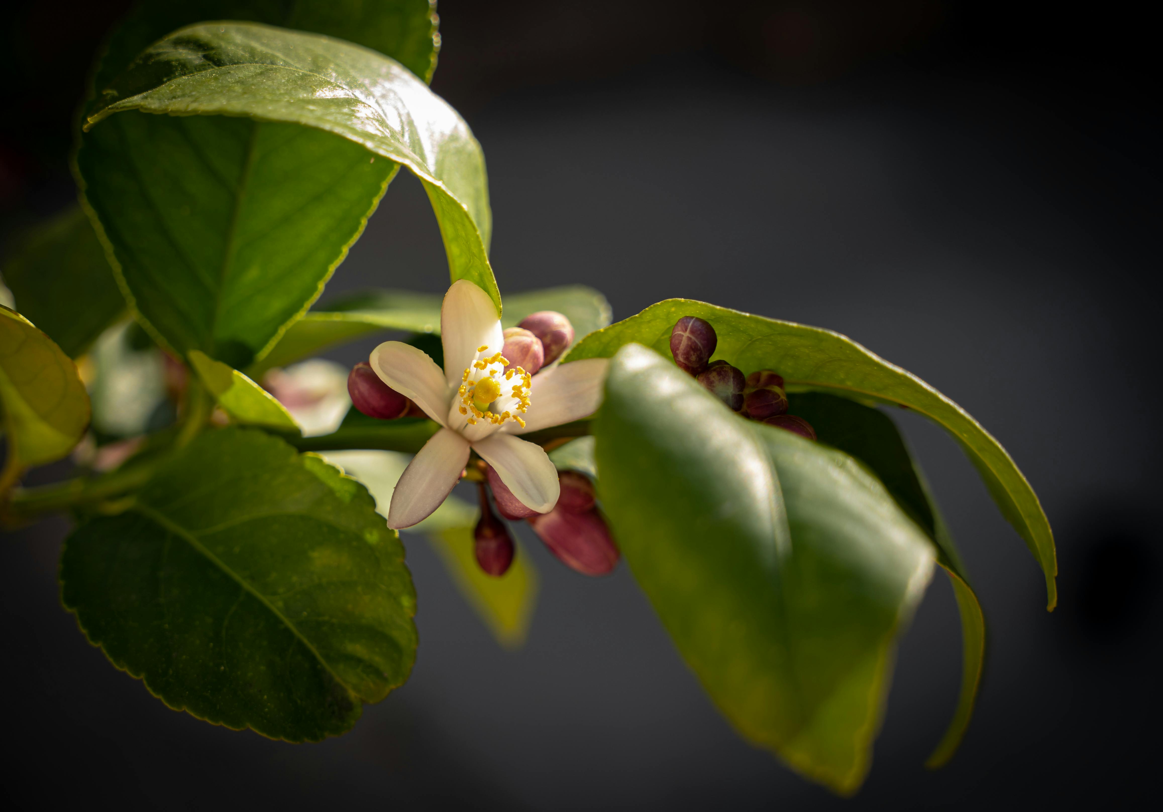 Orange Tree Blossom and Buds · Free Stock Photo
