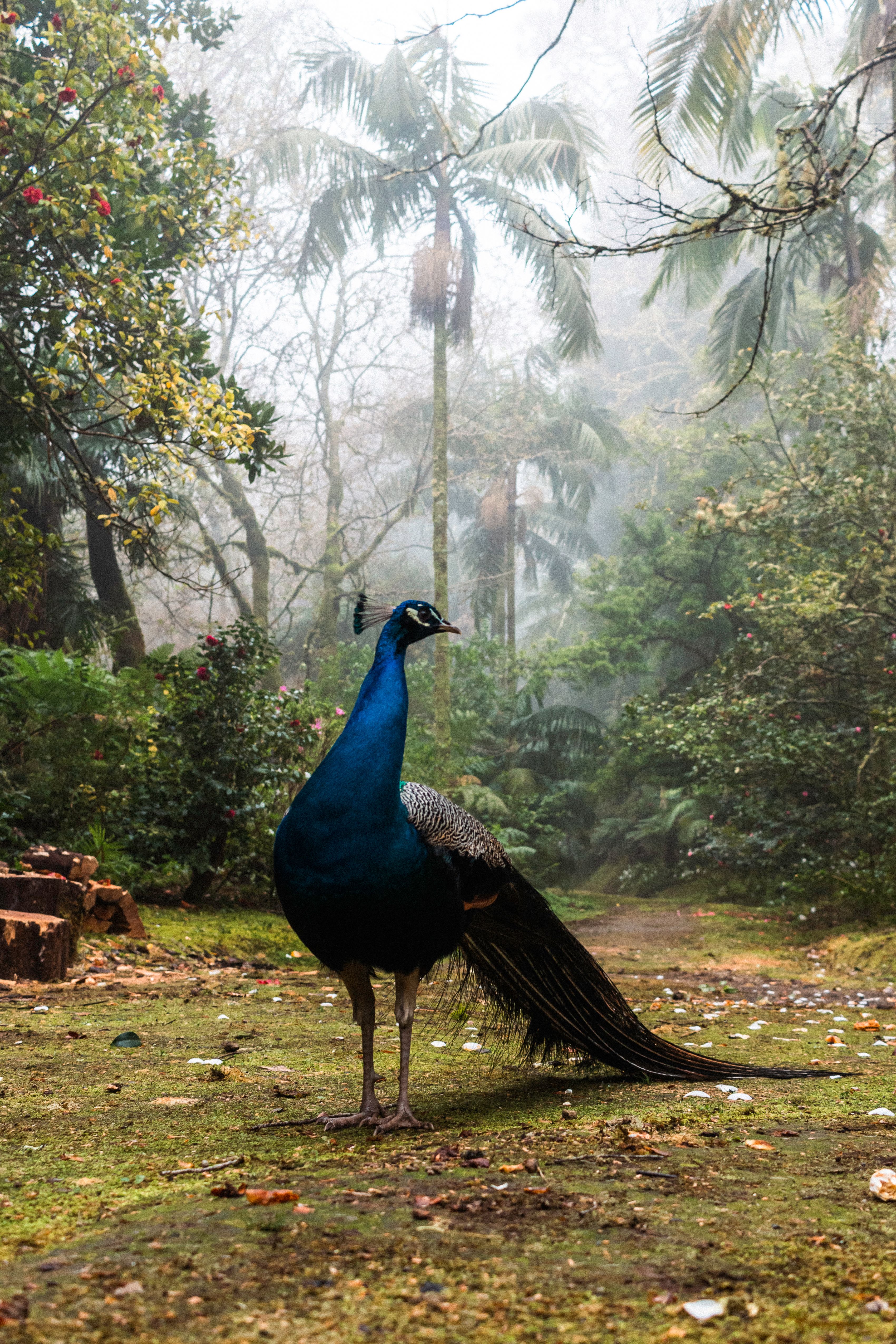 Vibrant Peacock in Lush Tropical Jungle · Free Stock Photo