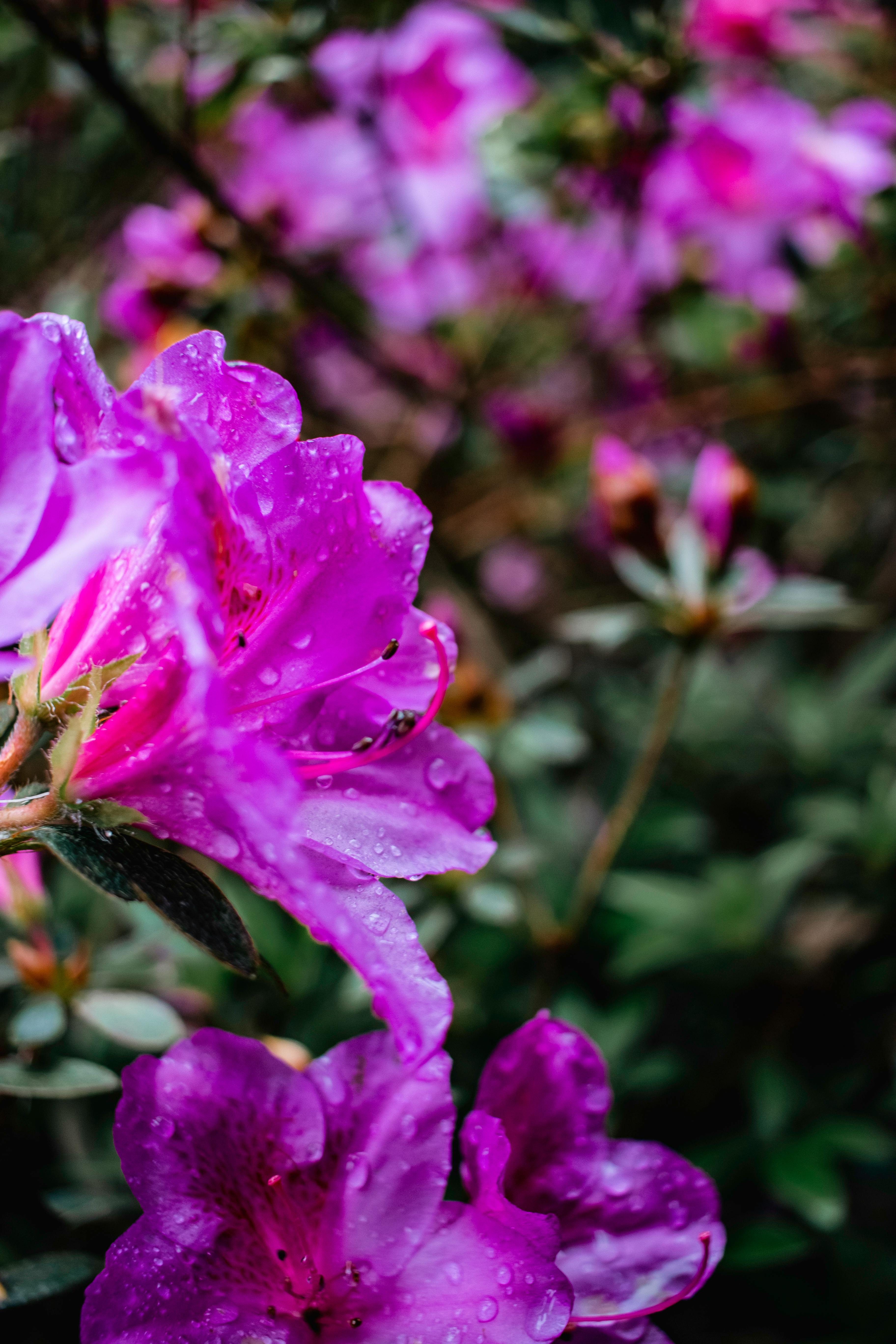 Close Up Photo of Purple Flowers · Free Stock Photo