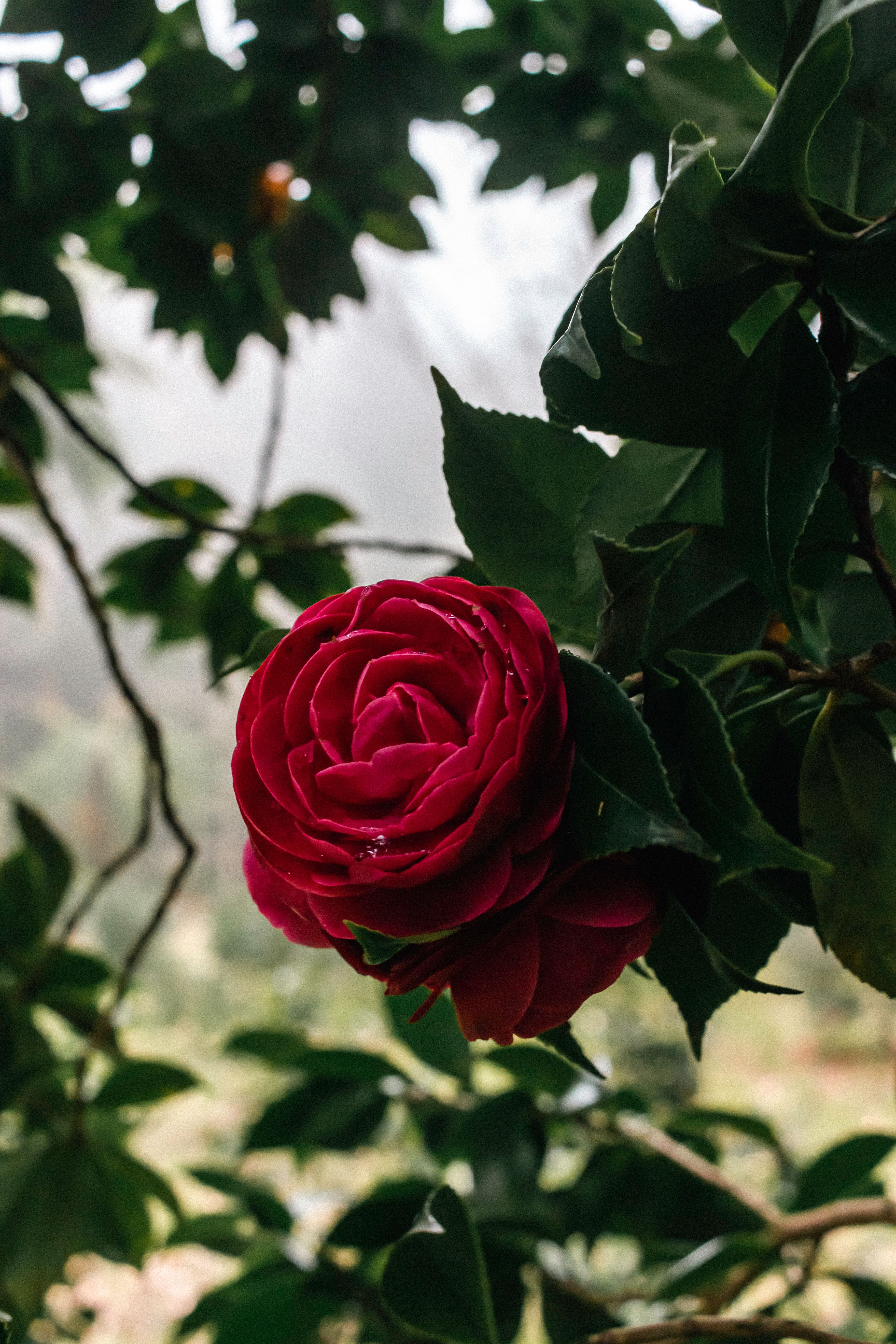 Single Rose Photos, Download The BEST Free Single Rose Stock Photos ...