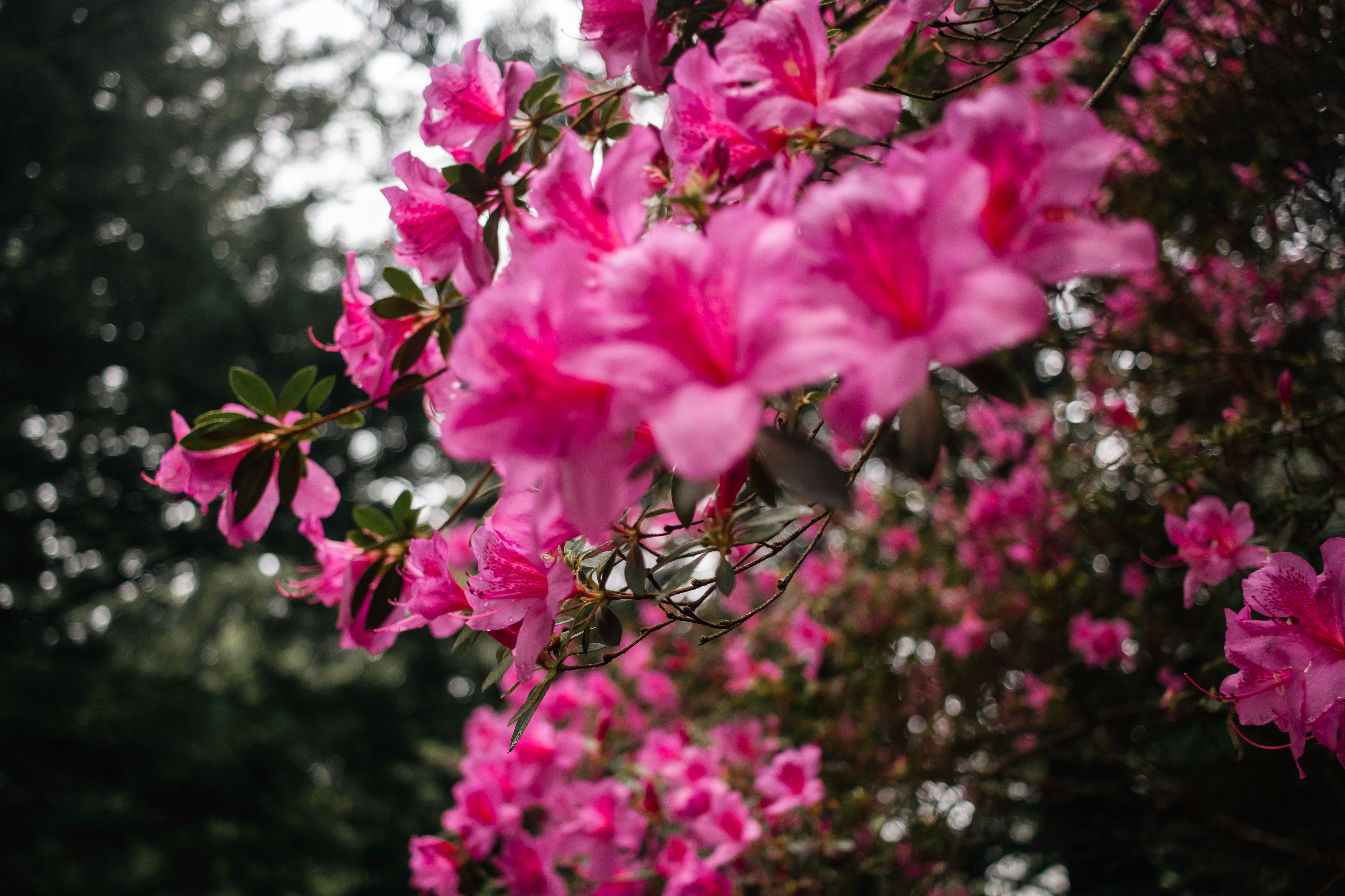 30,000+ Best Kaya+rose+fansly Photos · 100% Free Download · Pexels ...