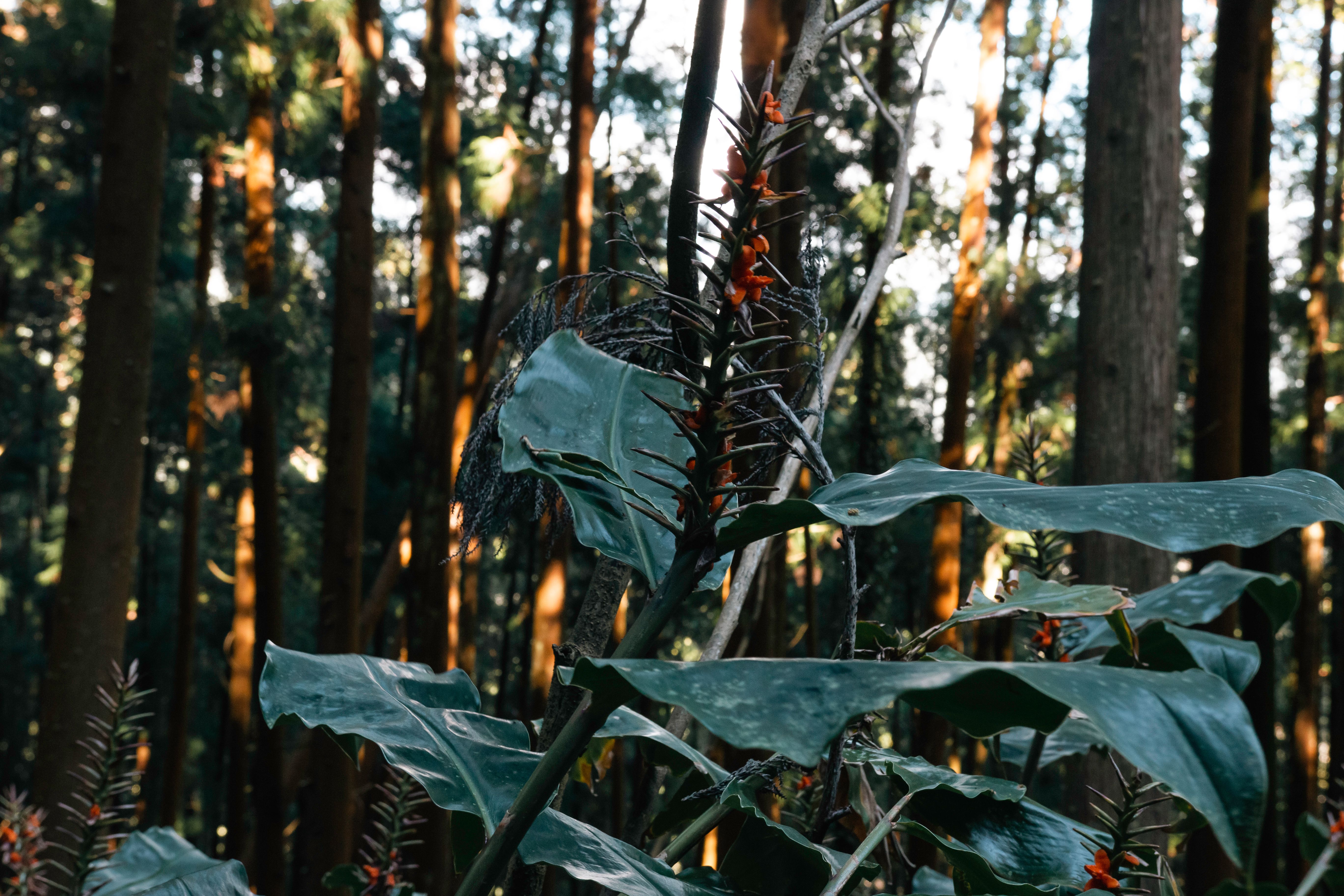 Close up of Plant in Forest · Free Stock Photo