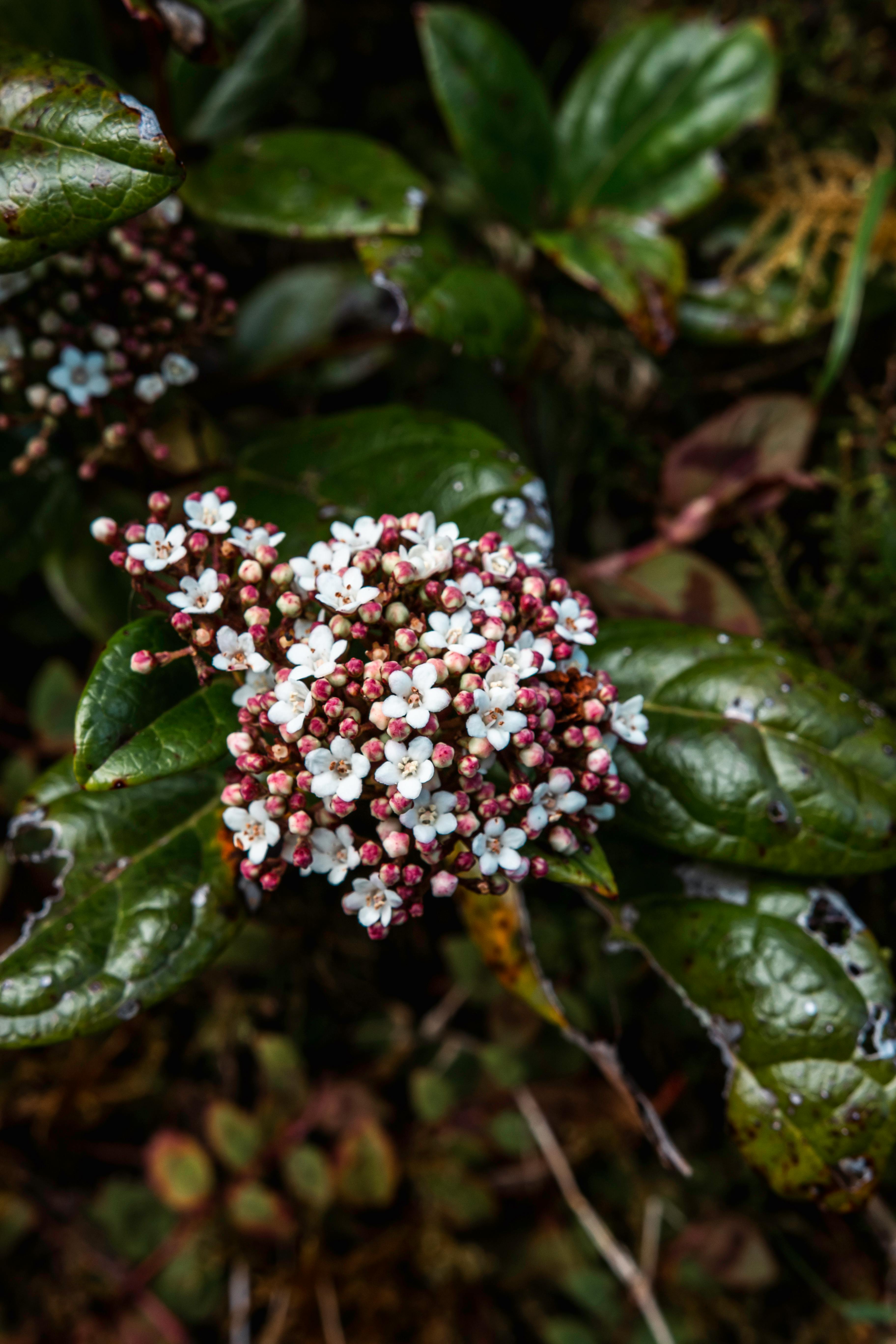 Close-up of Laurustine Shrub Flowers · Free Stock Photo