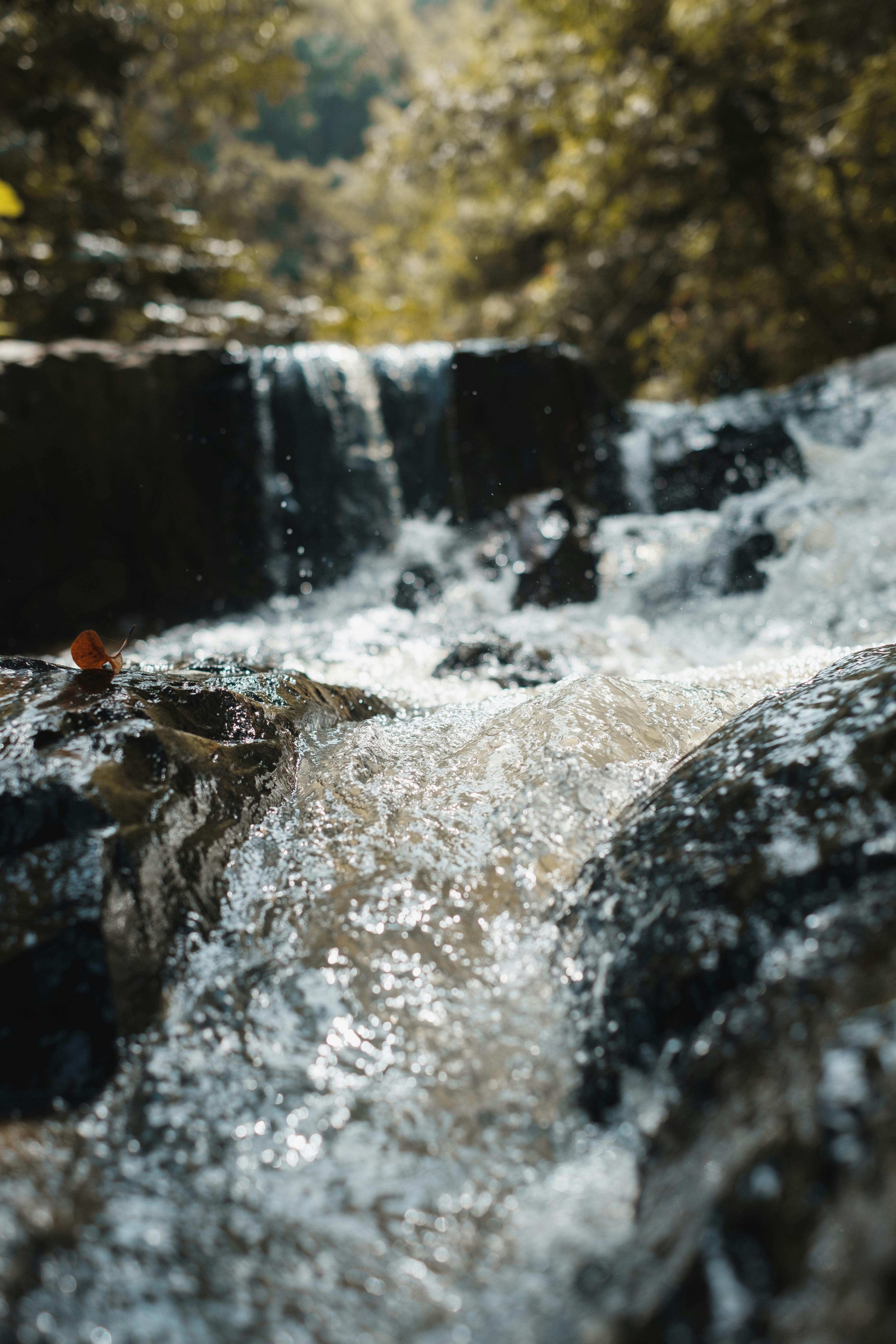 Plants around Stone with Flowing Water · Free Stock Photo