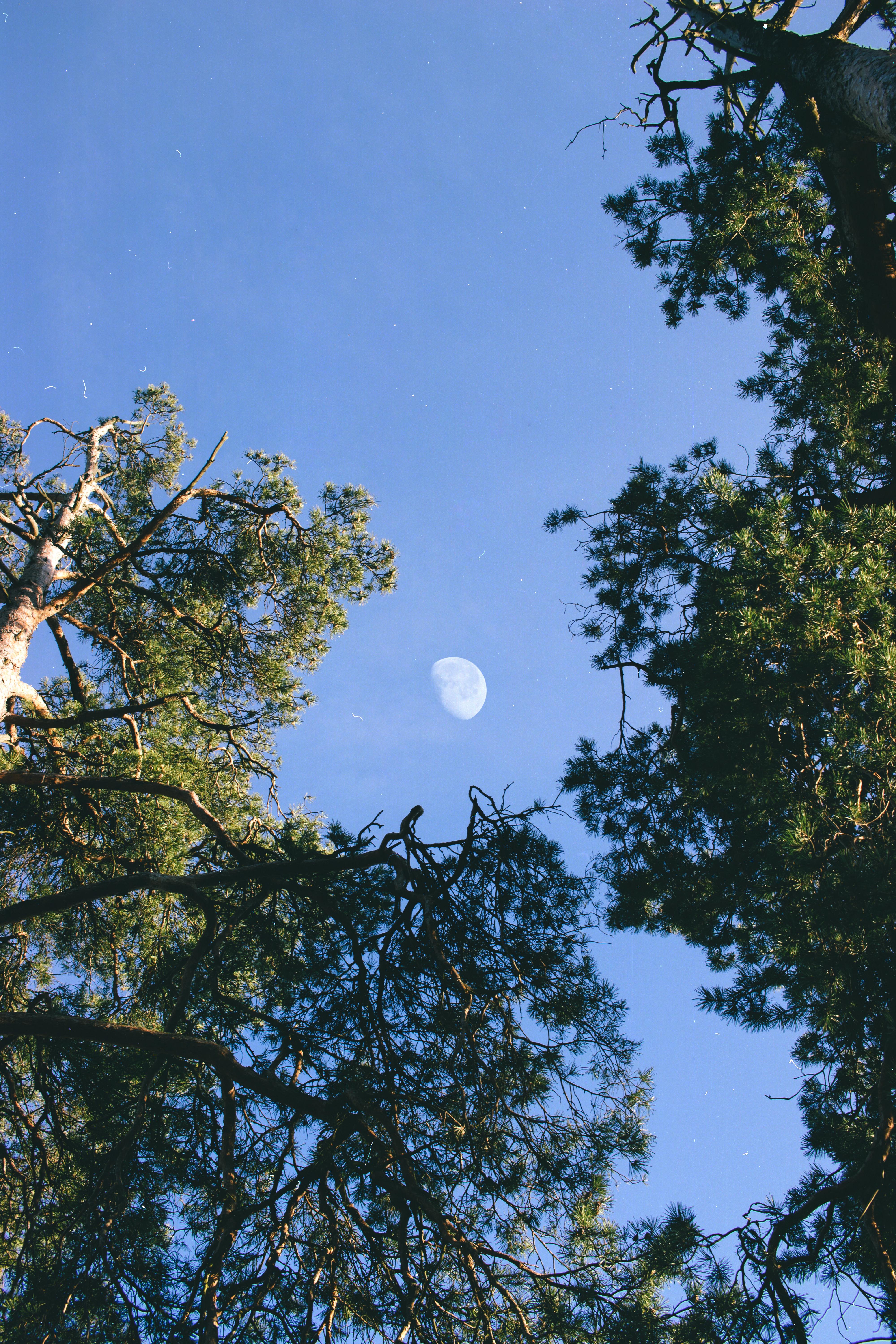 Moon over Trees under Blue Sky · Free Stock Photo