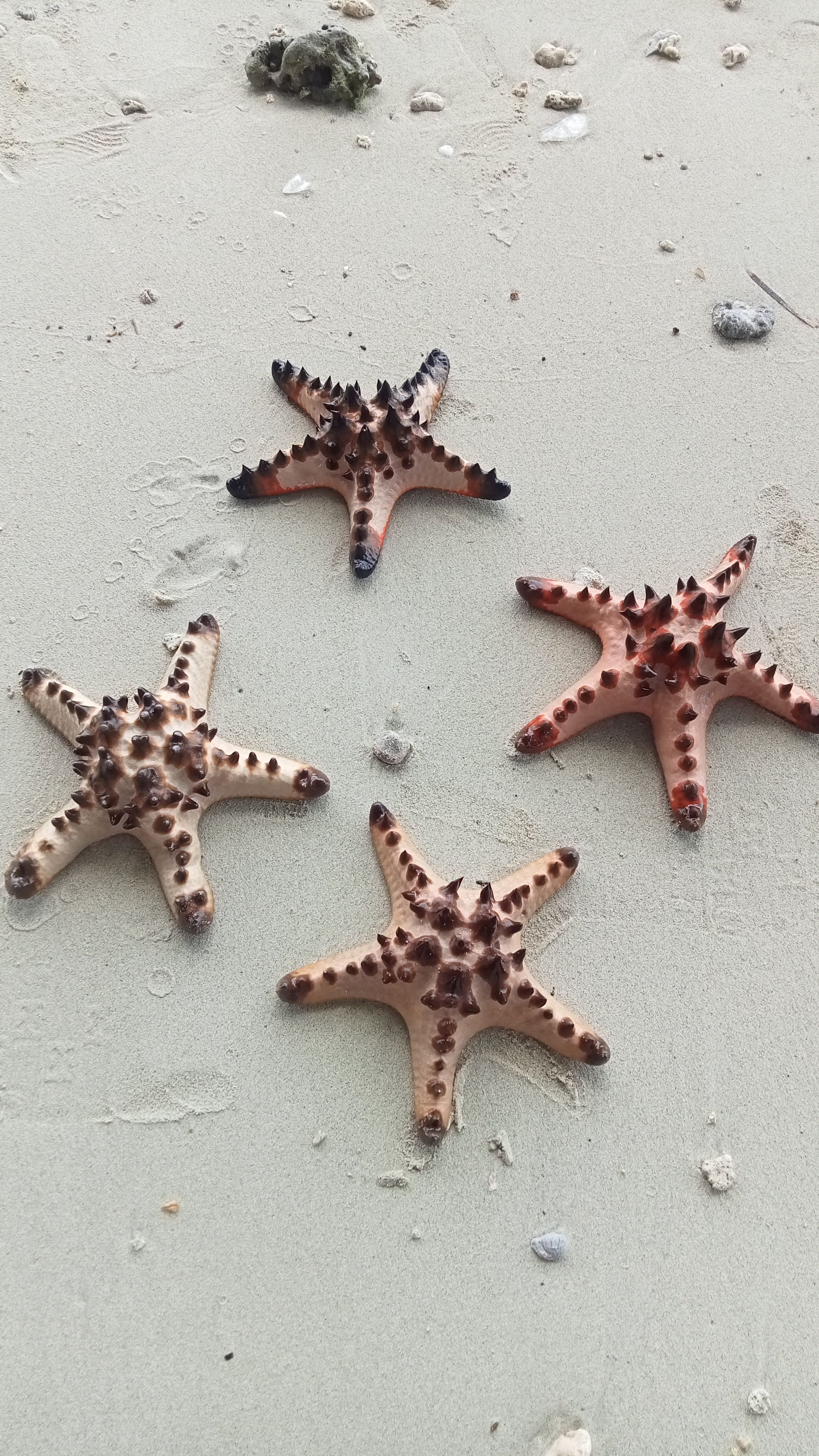Starfishes on the Beach · Free Stock Photo
