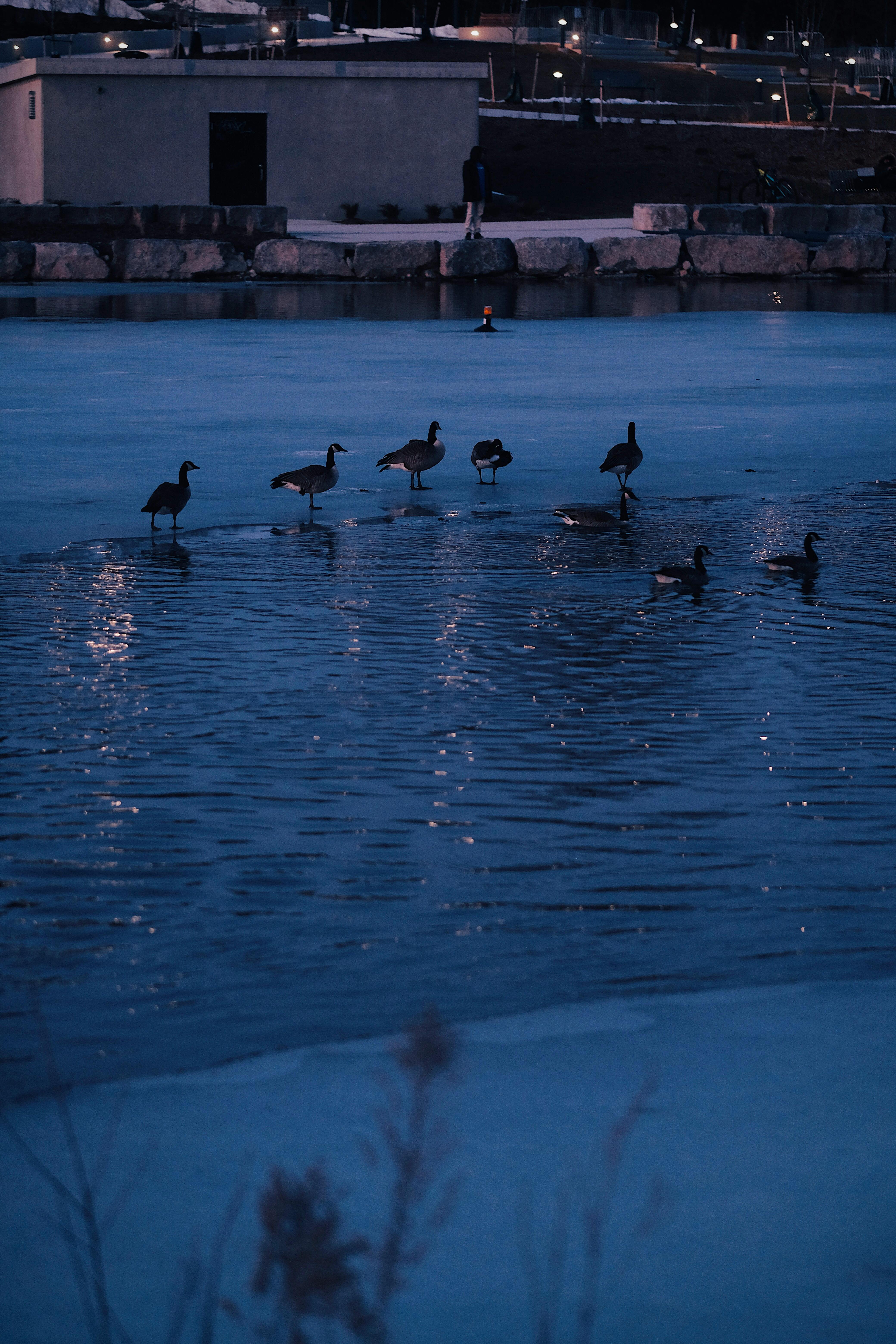 Geese on Ice on River · Free Stock Photo