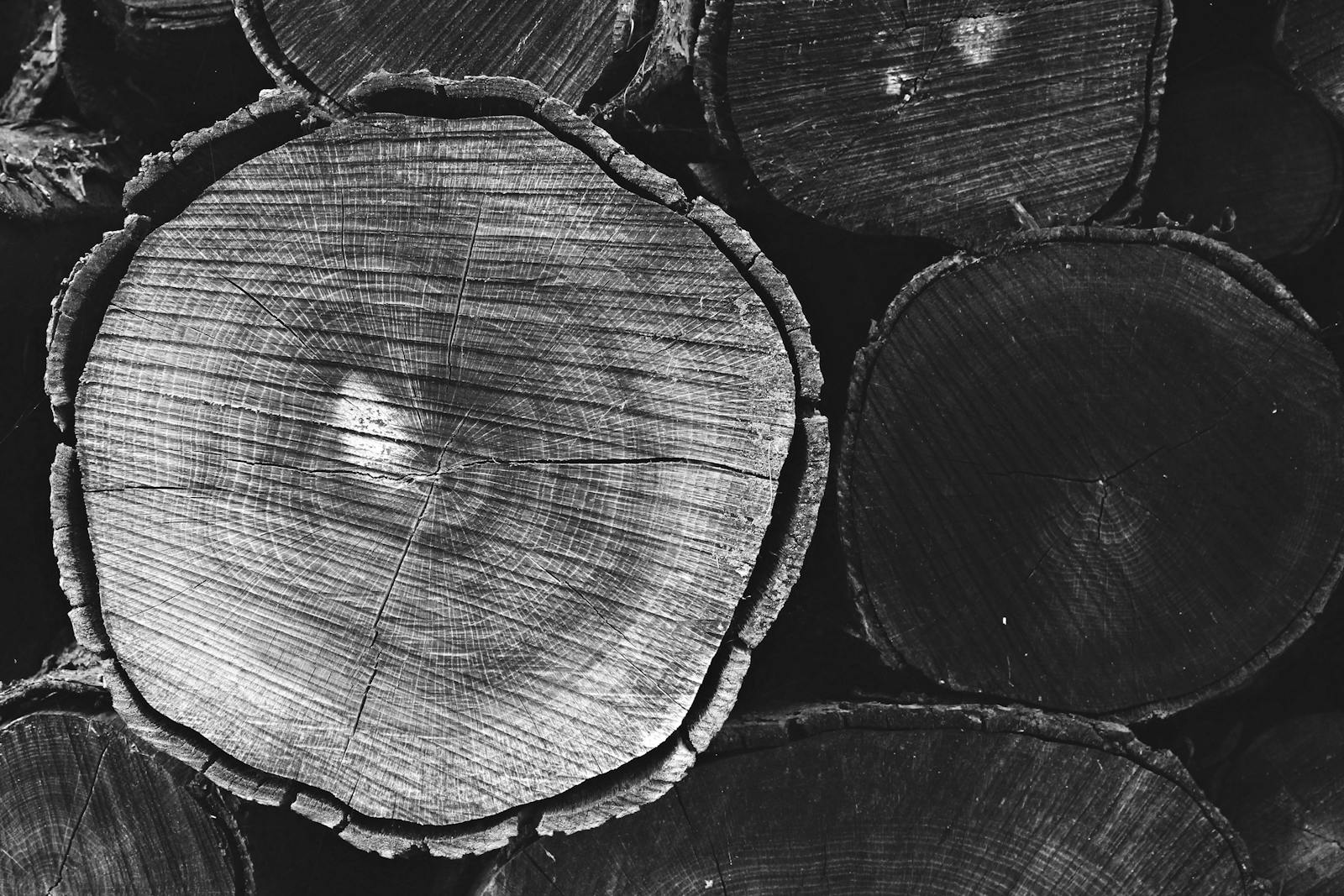 Tree Rings Photos, Download The BEST Free Tree Rings Stock Photos & HD ...