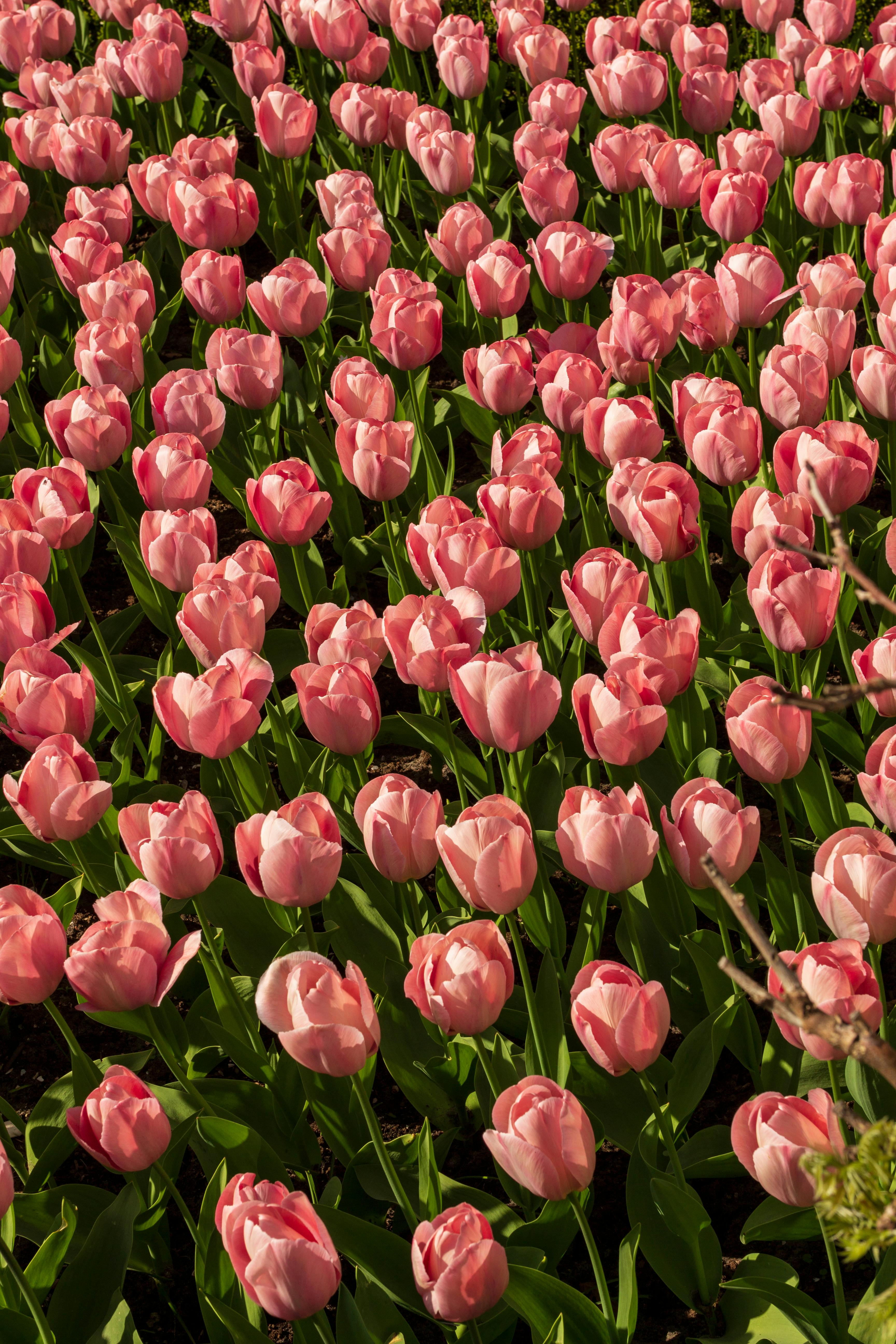 Aesthetic Tulips Landscape Wallpaper Photos, Download The BEST Free ...