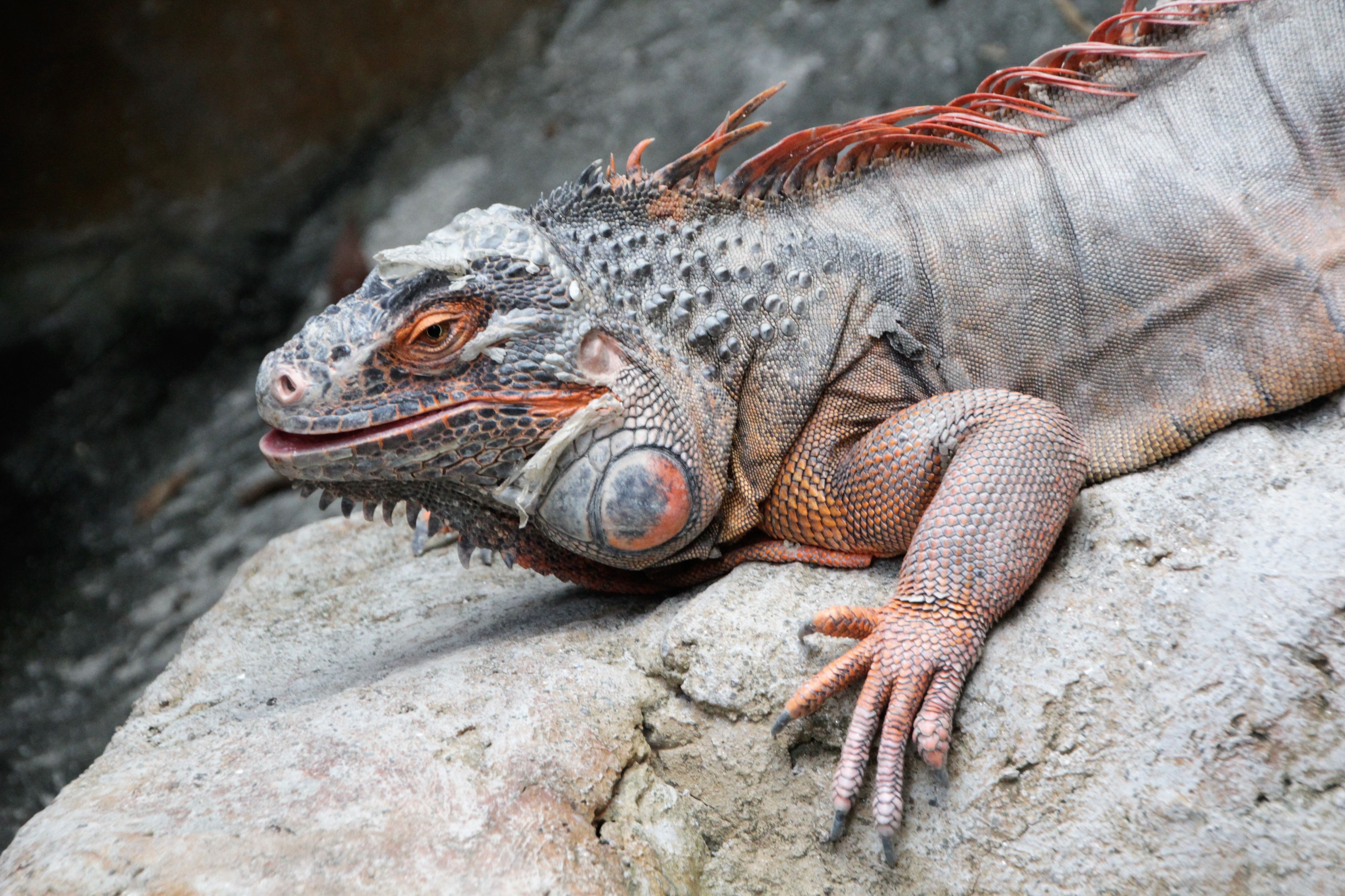 Close up of Iguana · Free Stock Photo