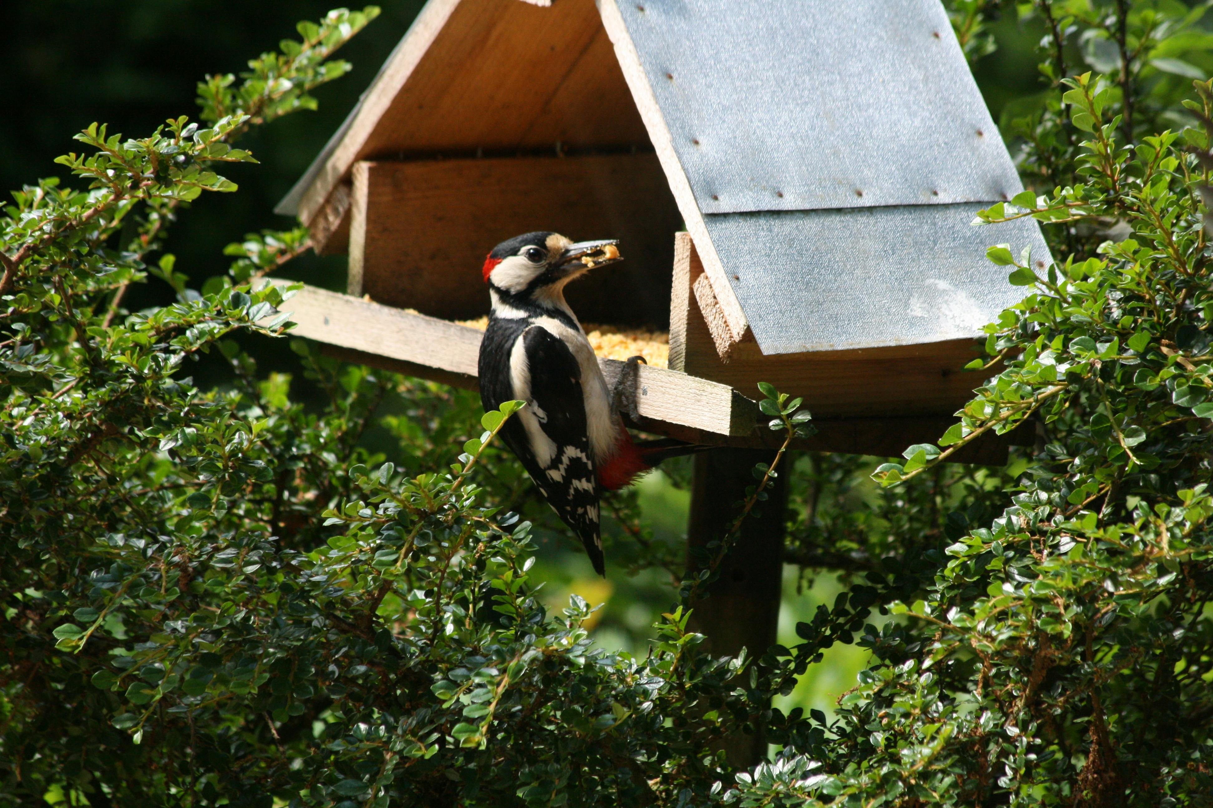 Ov Bird Photos, Download The BEST Free Ov Bird Stock Photos & HD Images