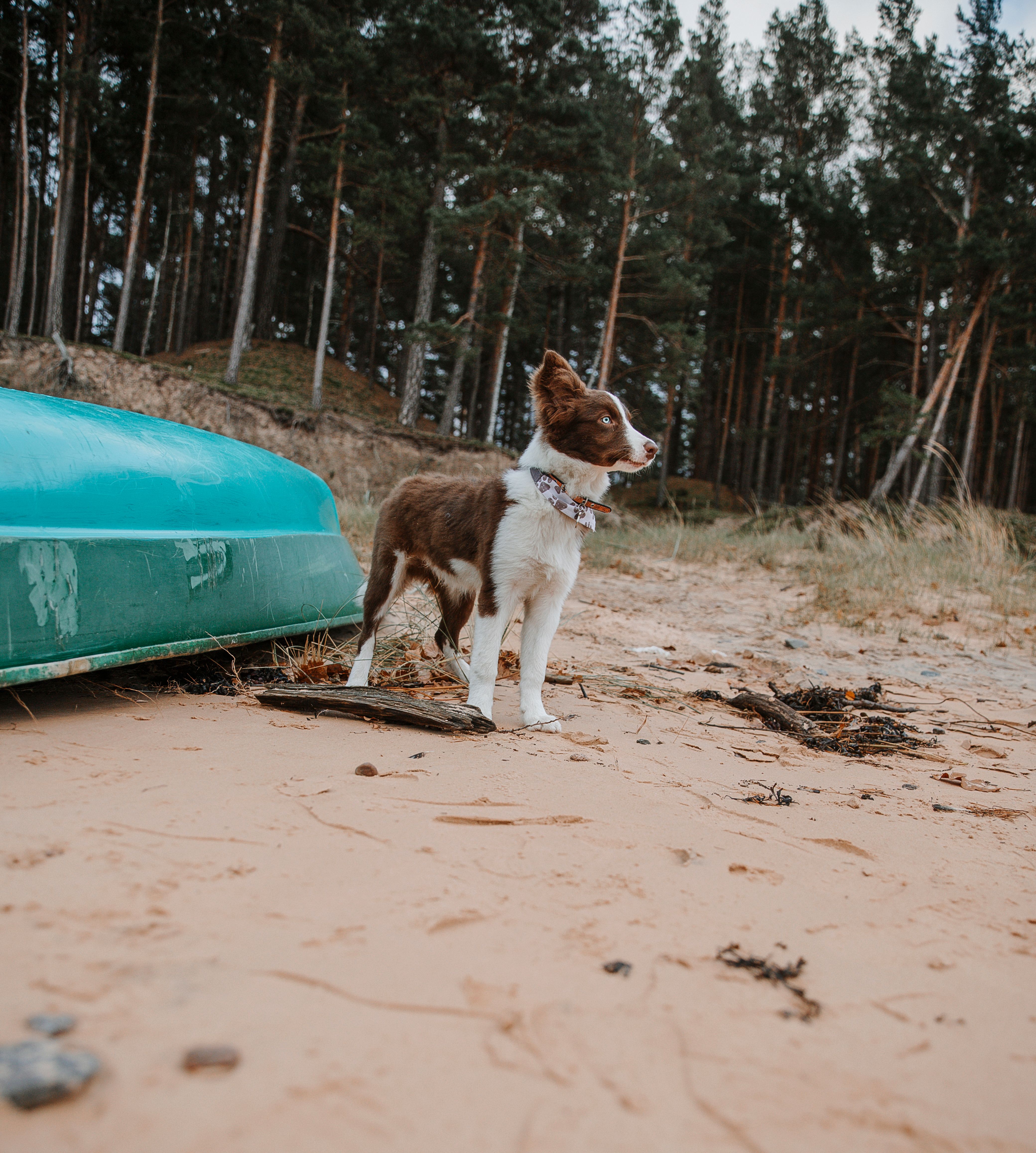 Border Collie near Boat on Beach · Free Stock Photo