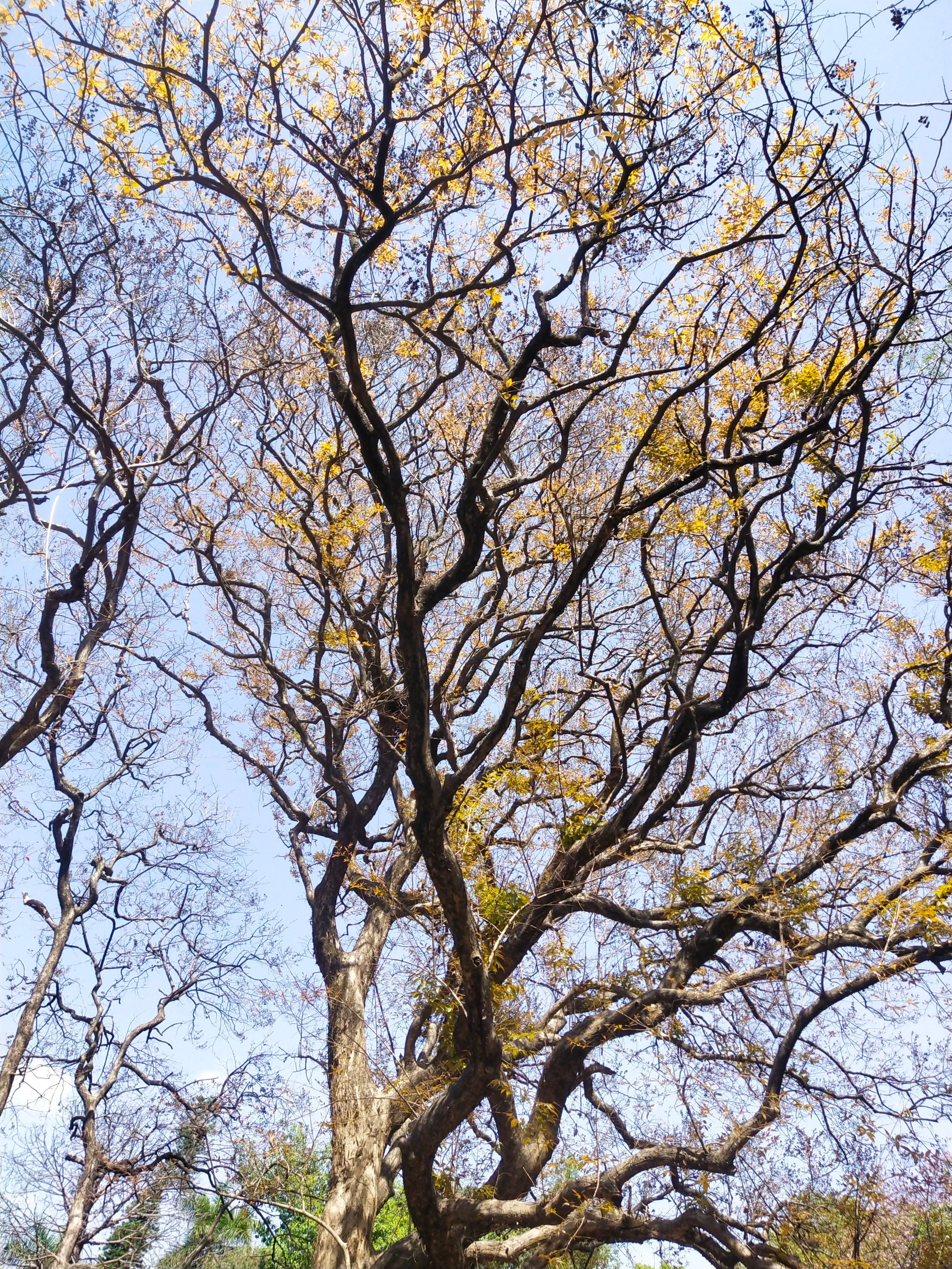 Tree Crown in Late Autumn · Free Stock Photo