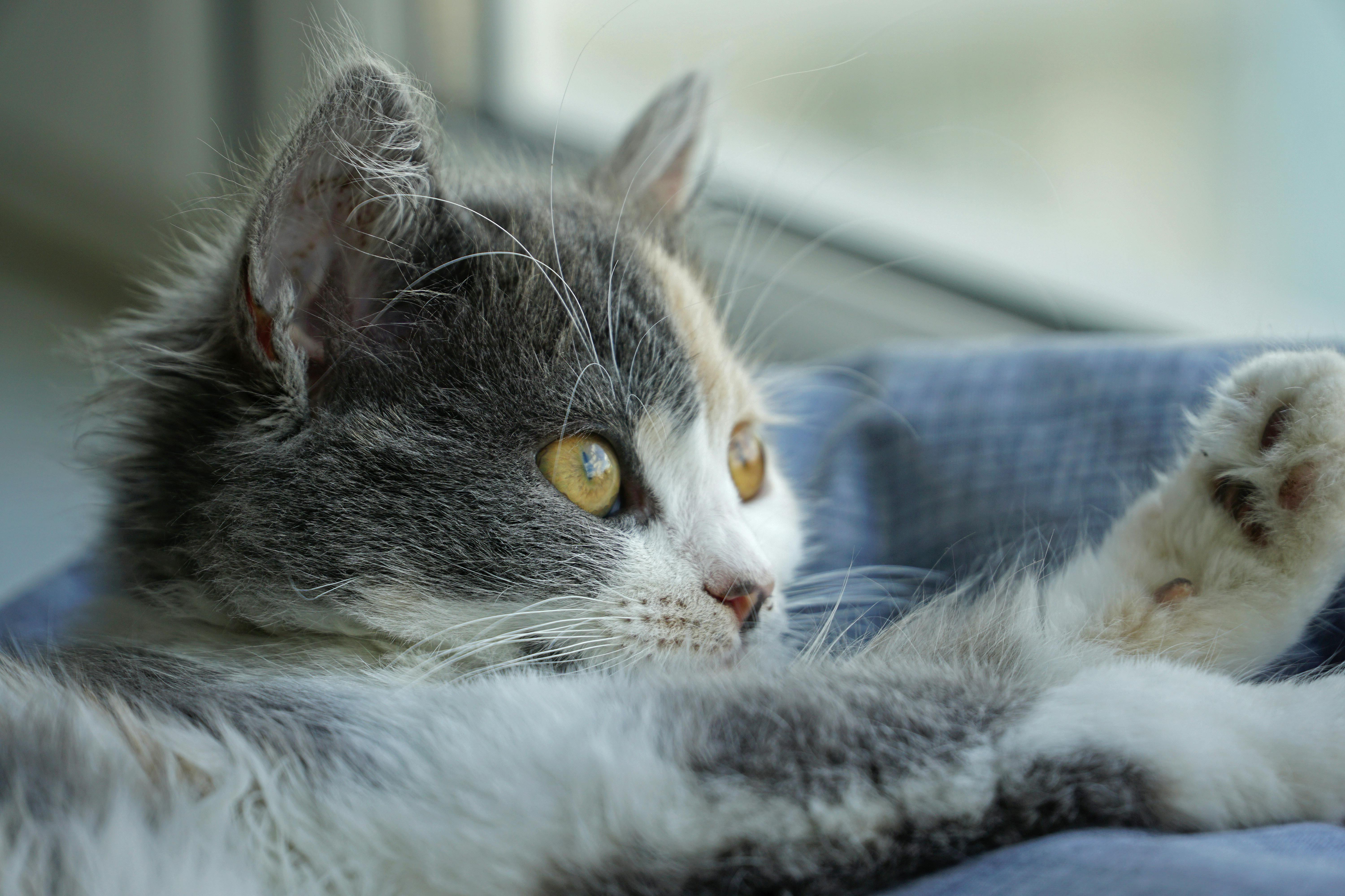 Kedi, Cat · Free Stock Photo