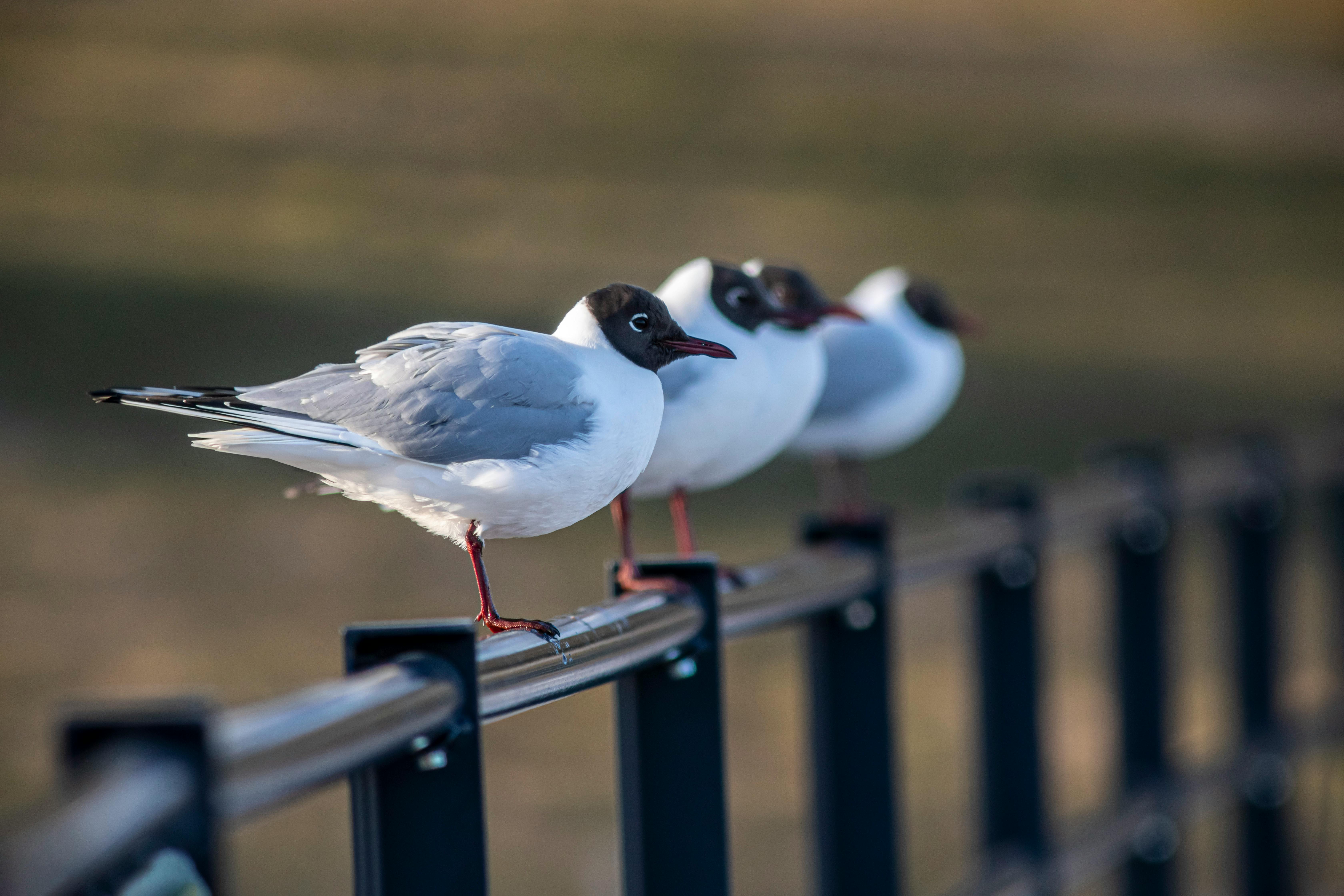 Birds 4k Wallpaper Photos, Download The BEST Free Birds 4k Wallpaper ...