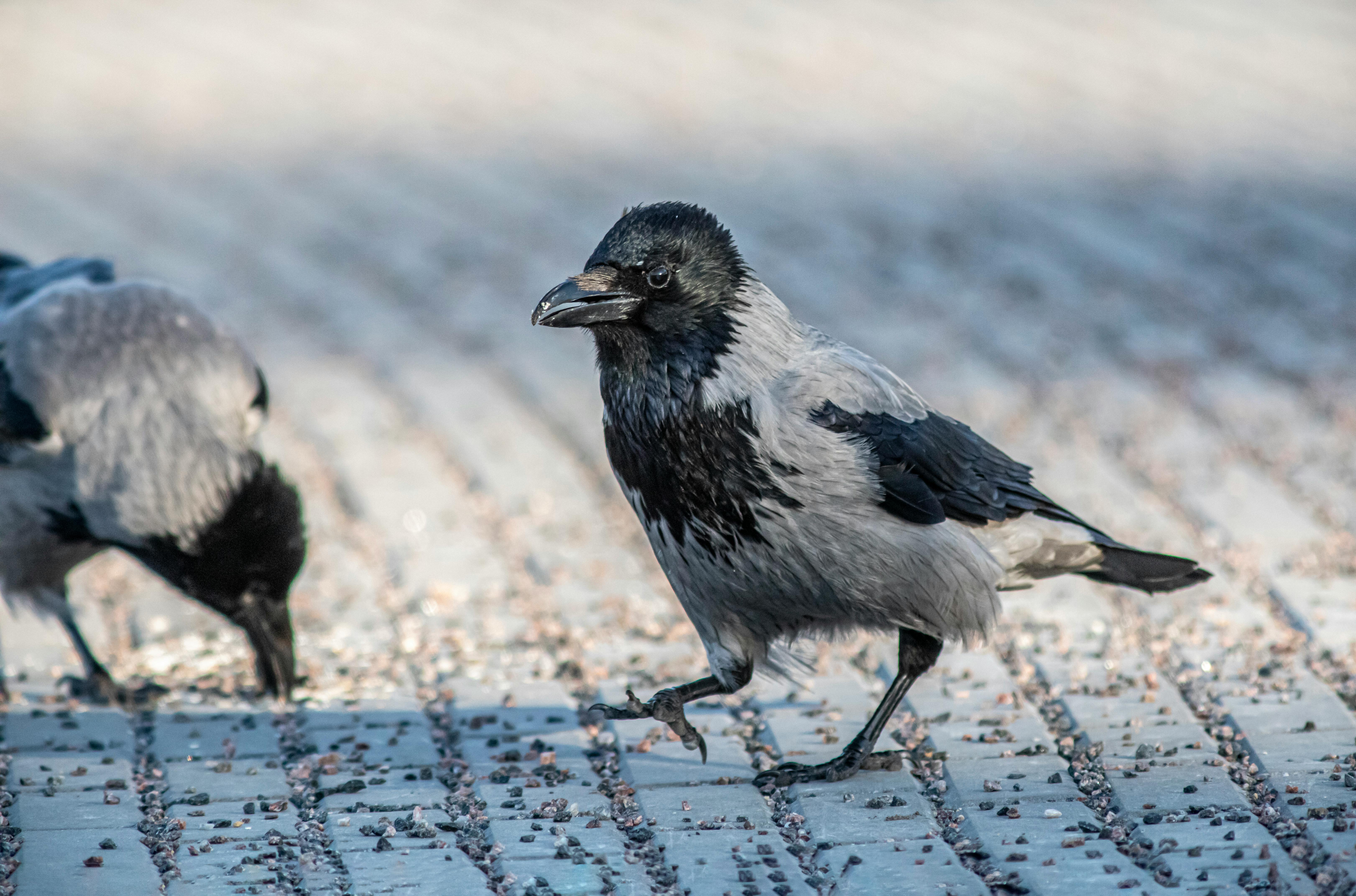 Hooded Crows Pecking Pebbles on the Sidewalk · Free Stock Photo